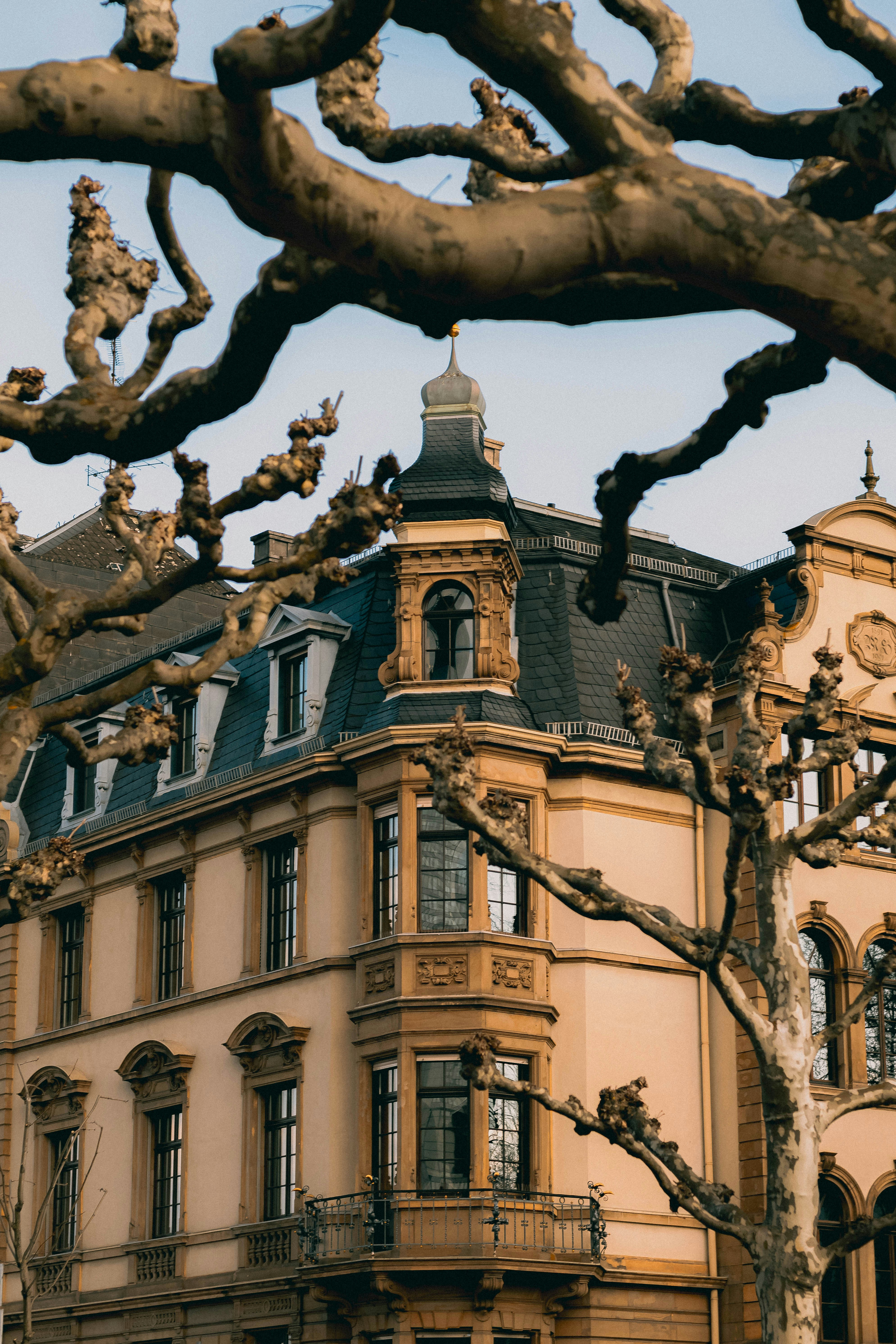 Ornate Facade Framed by Gnarled Branches