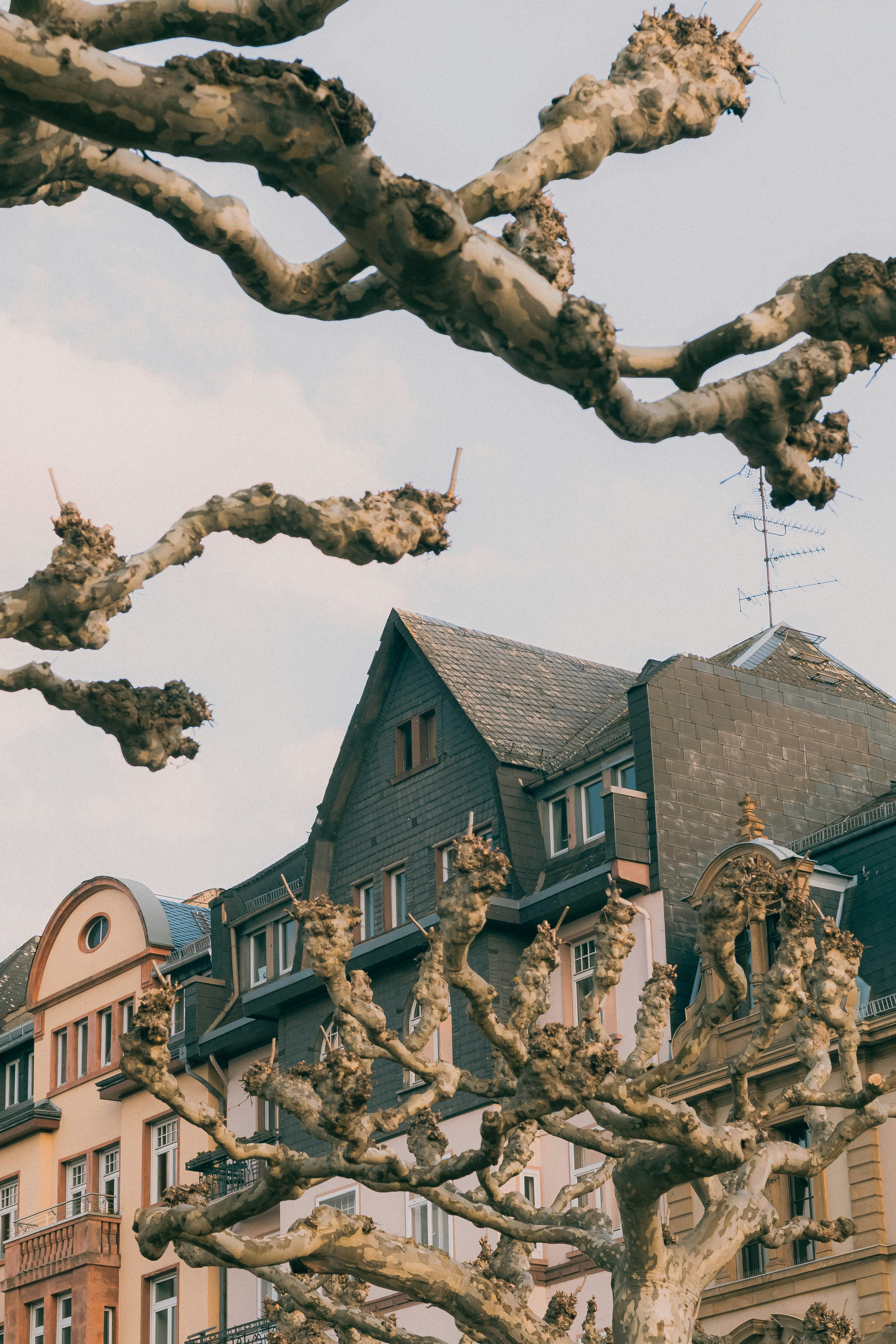 Tree-laced Row of European Townhouses