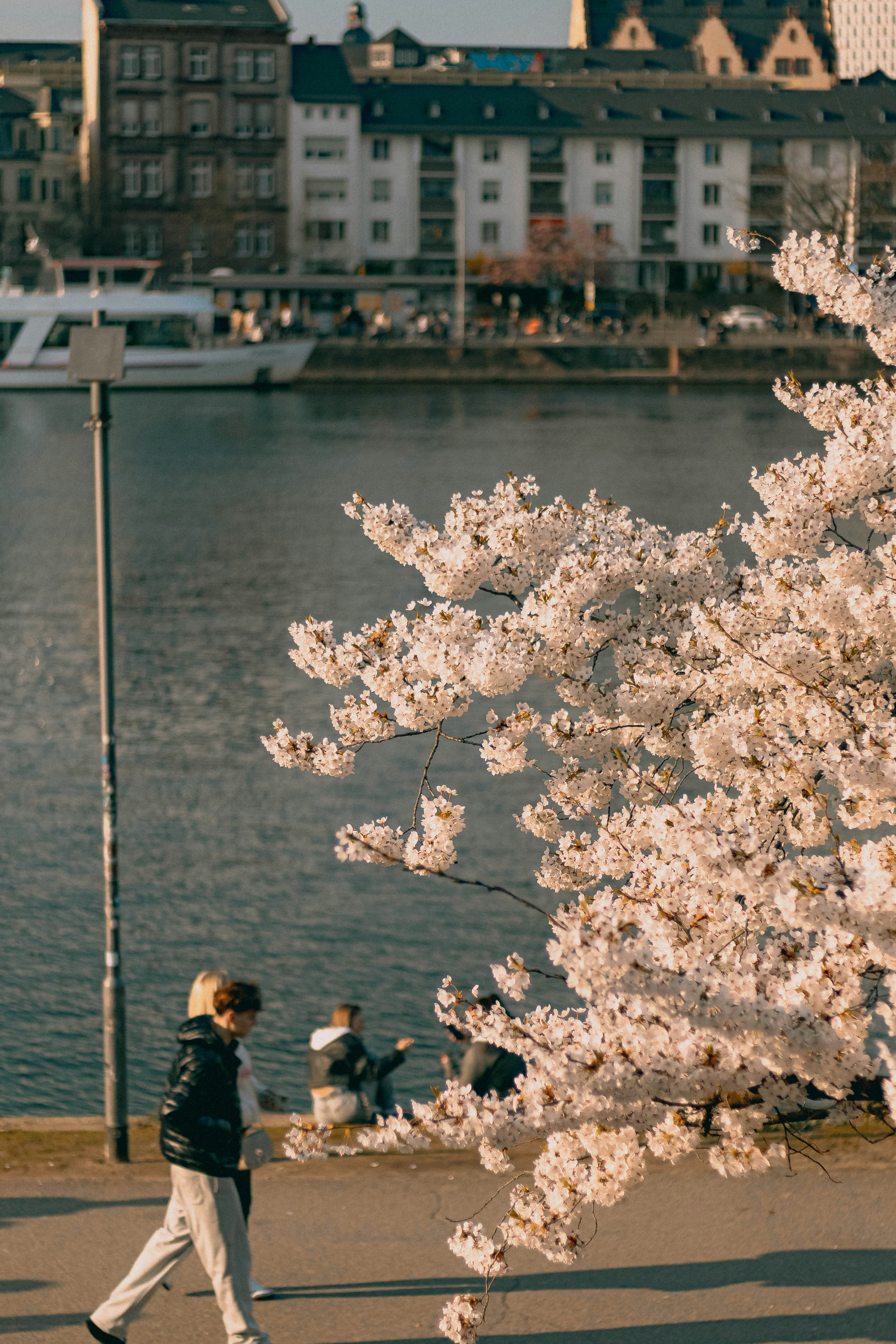 Cherry Blossoms on the Riverside Path
