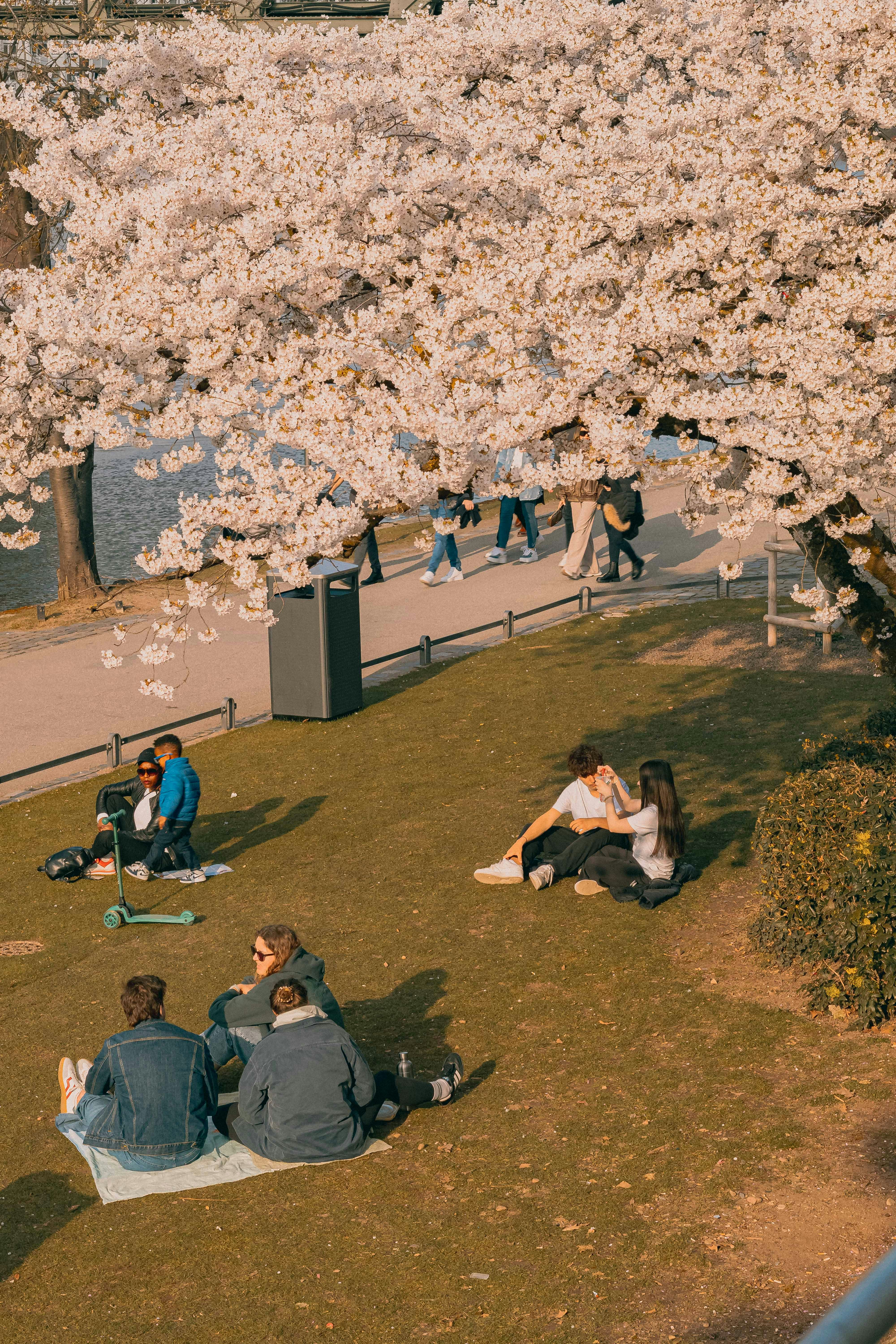 Blossom Arch: People Gather Beneath the Sakura Canopy