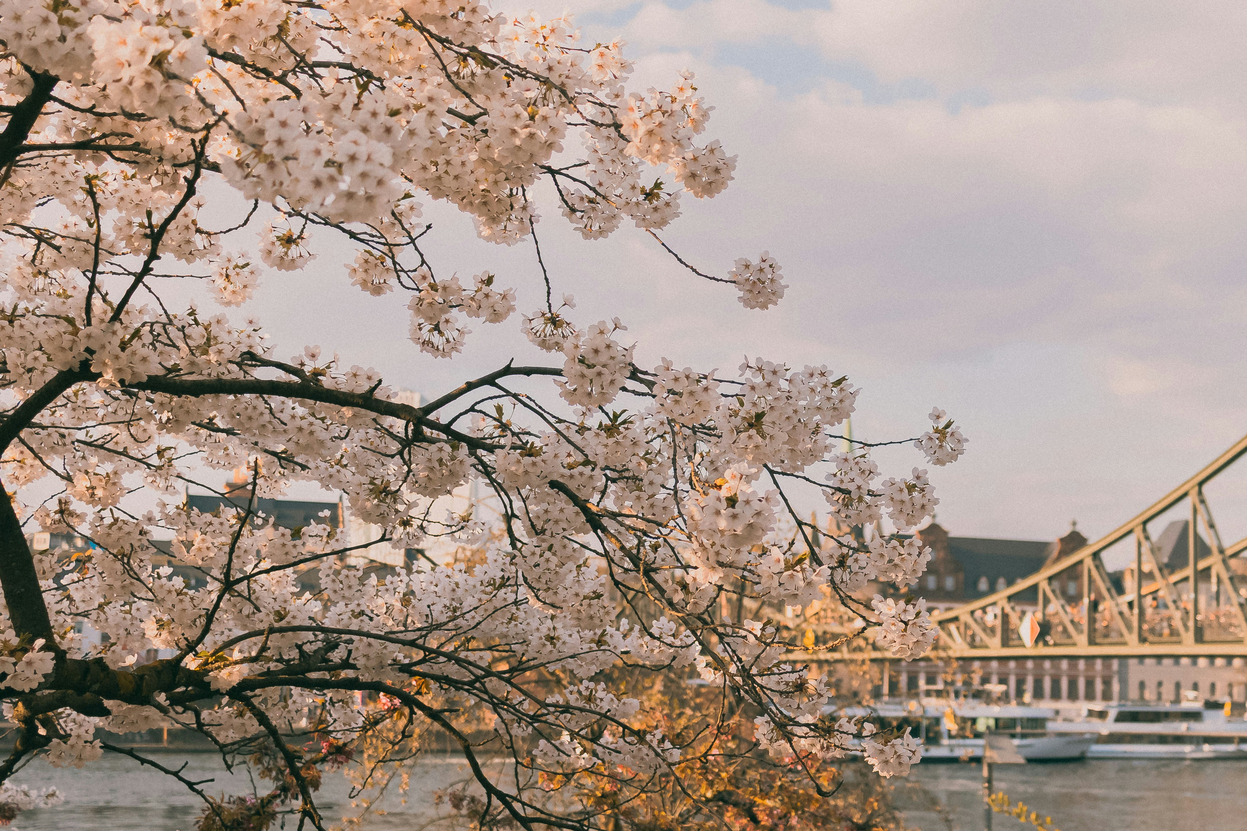 Blossoms Framing a River Bridge