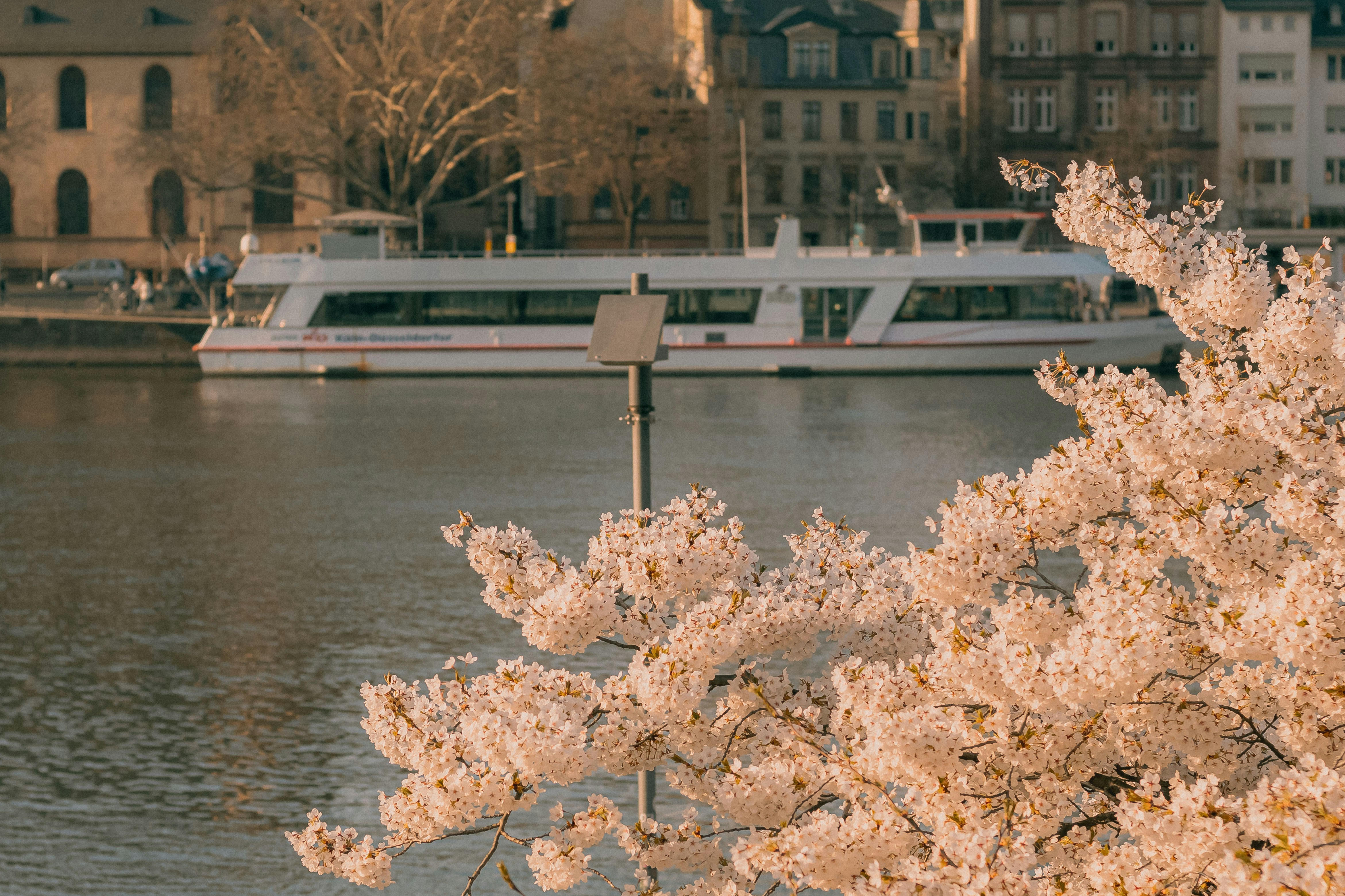 Cherry Blossom Veil over the Riverbank