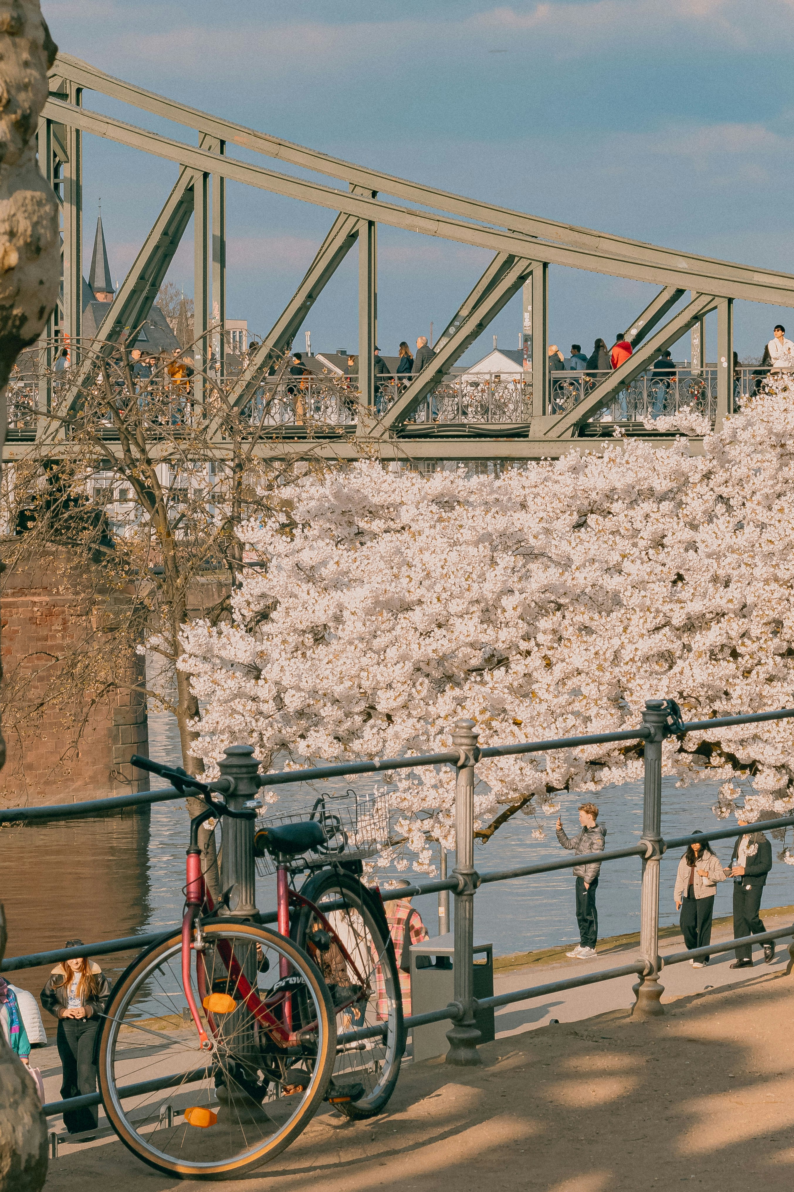 Cherry Blossom Pier: Cyclists, Bridge, and Riverbank in Spring Light