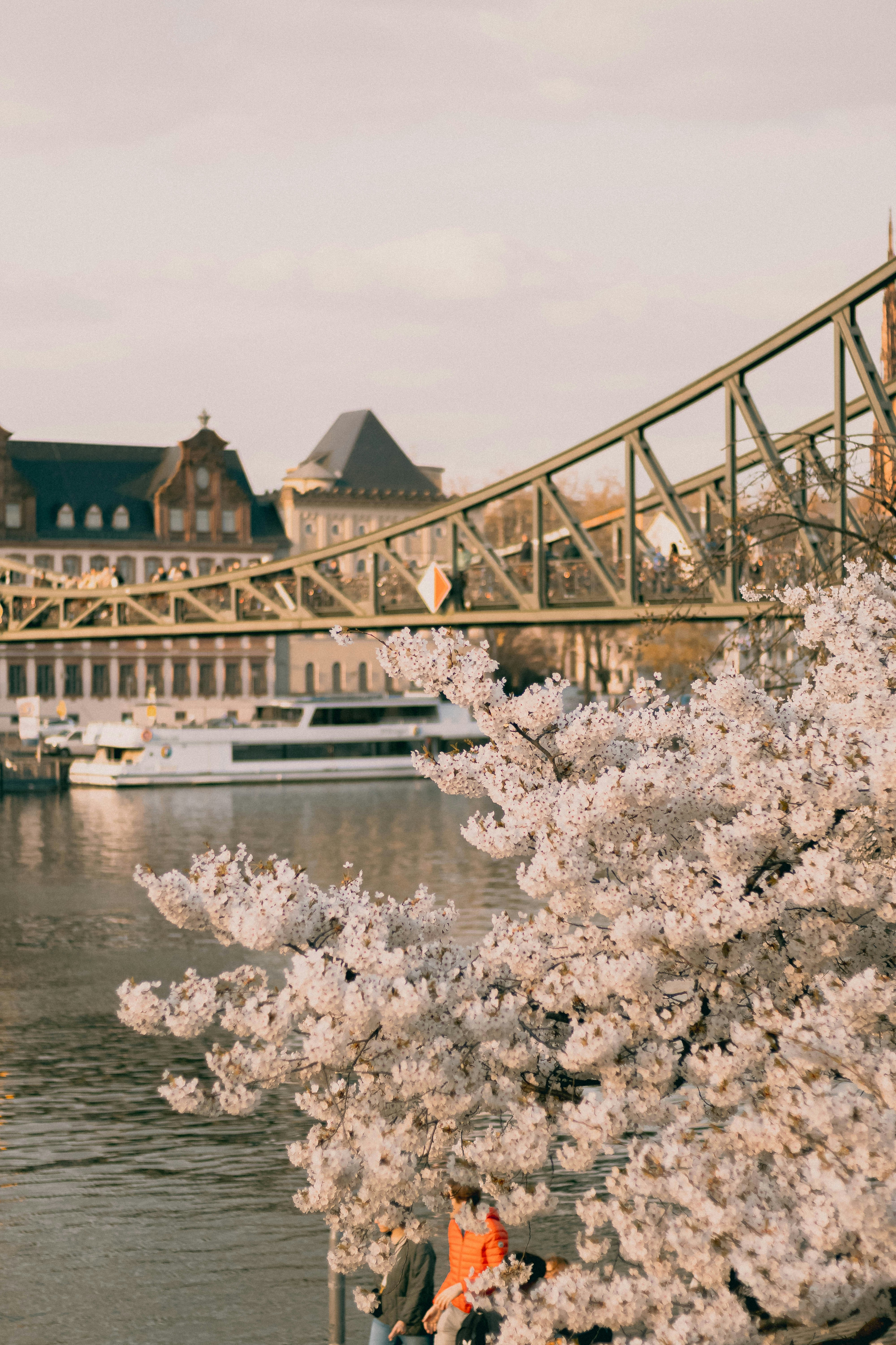 Blossoms by the River: A City Scene Framed by a Bridge
