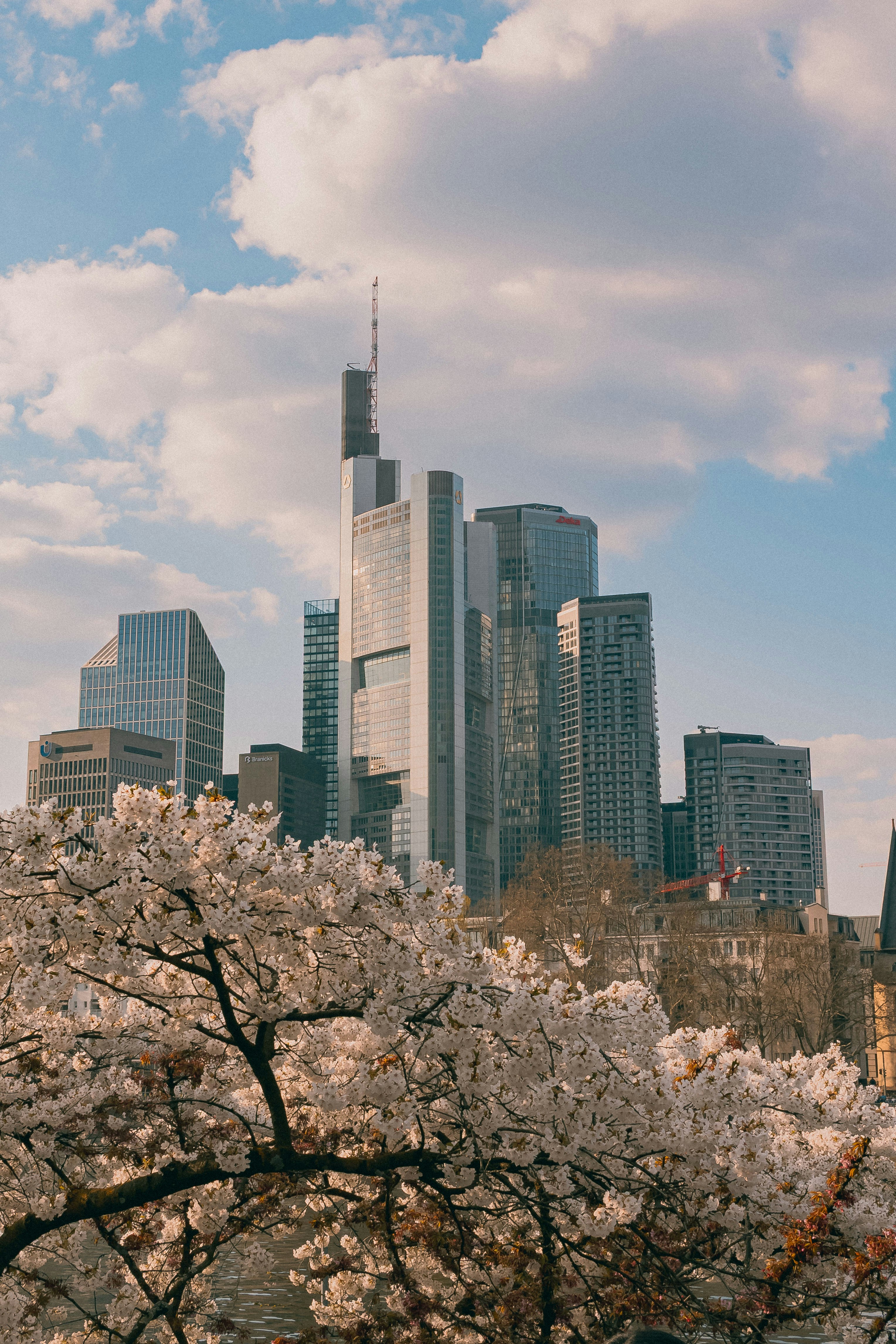 City Bloom: Skyscrapers Rise Behind Spring Cherry Blossoms