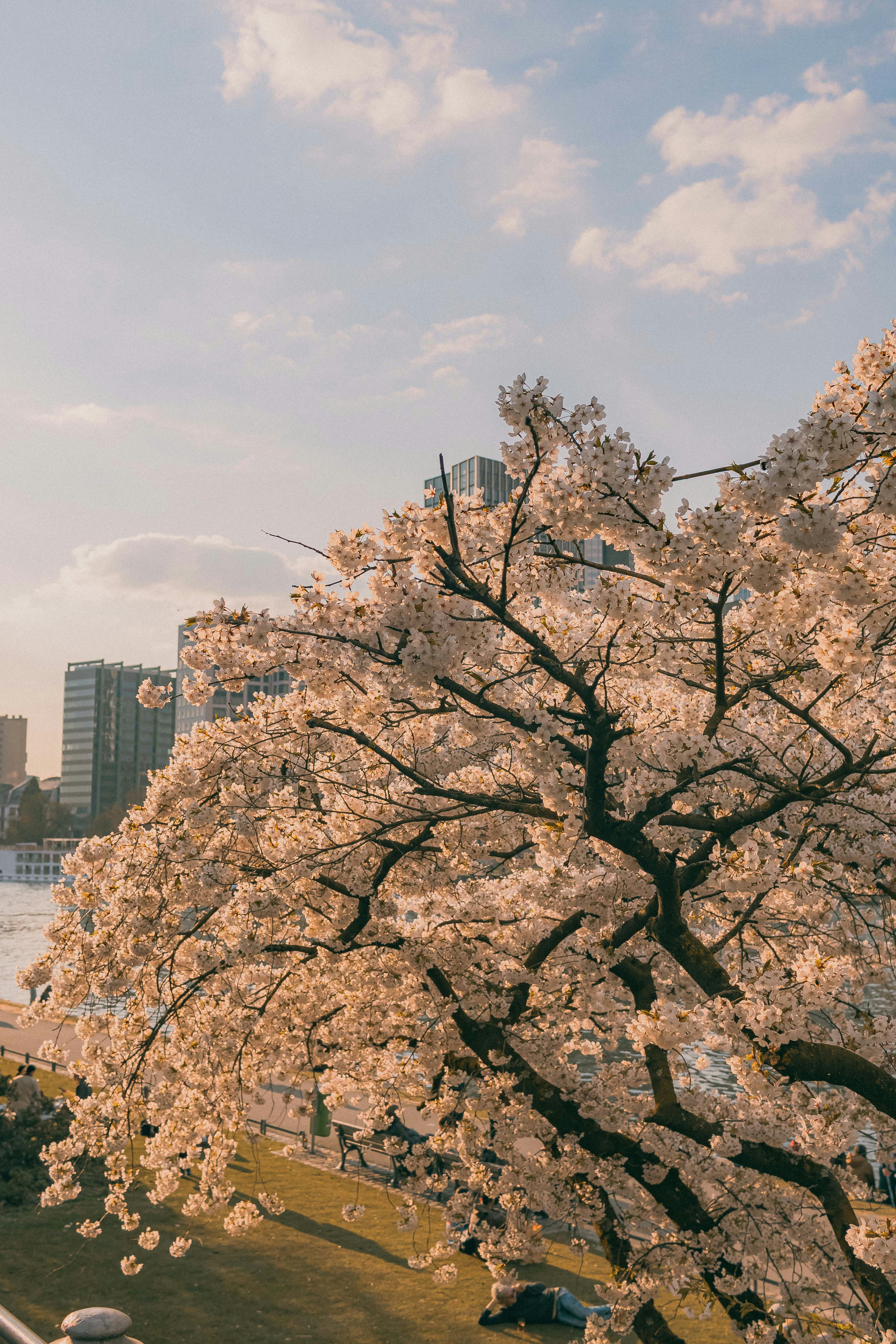 Blossoms and skyline: a sunlit cherry tree framing the city