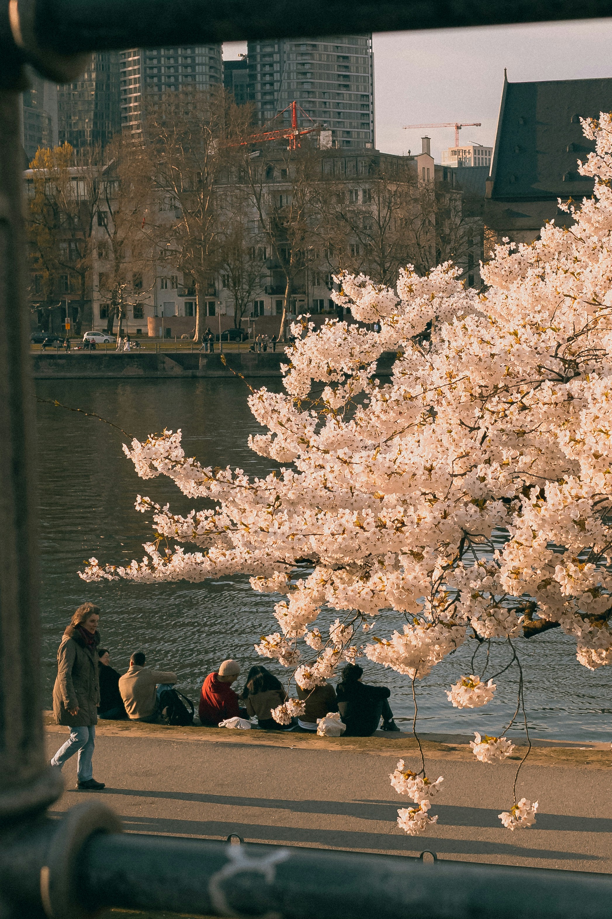 Cherry Blossoms by the Riverbank: People, Water, and City Silhouette
