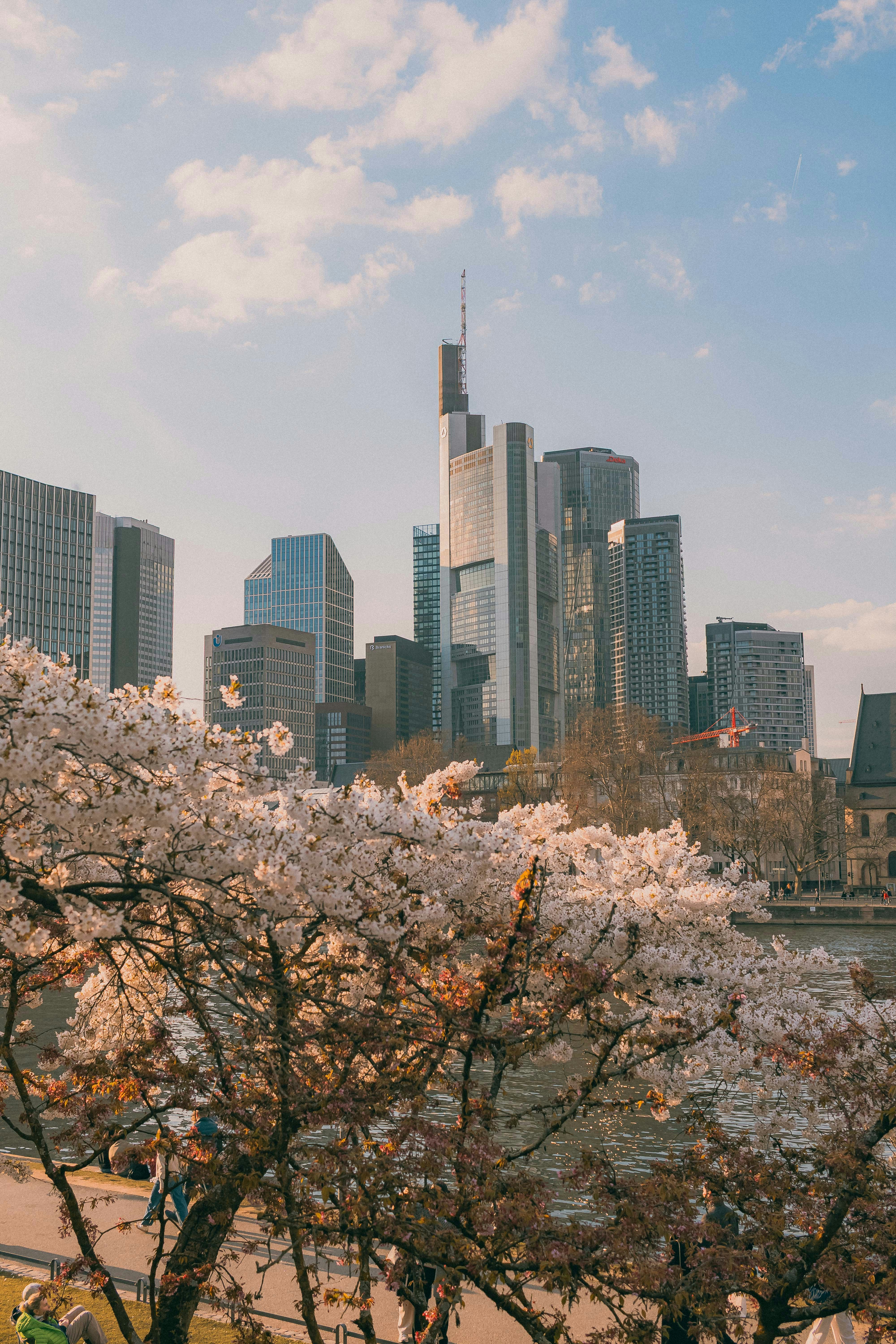 Cherry Blossoms Meet the Skyline: Spring Lights Over the River