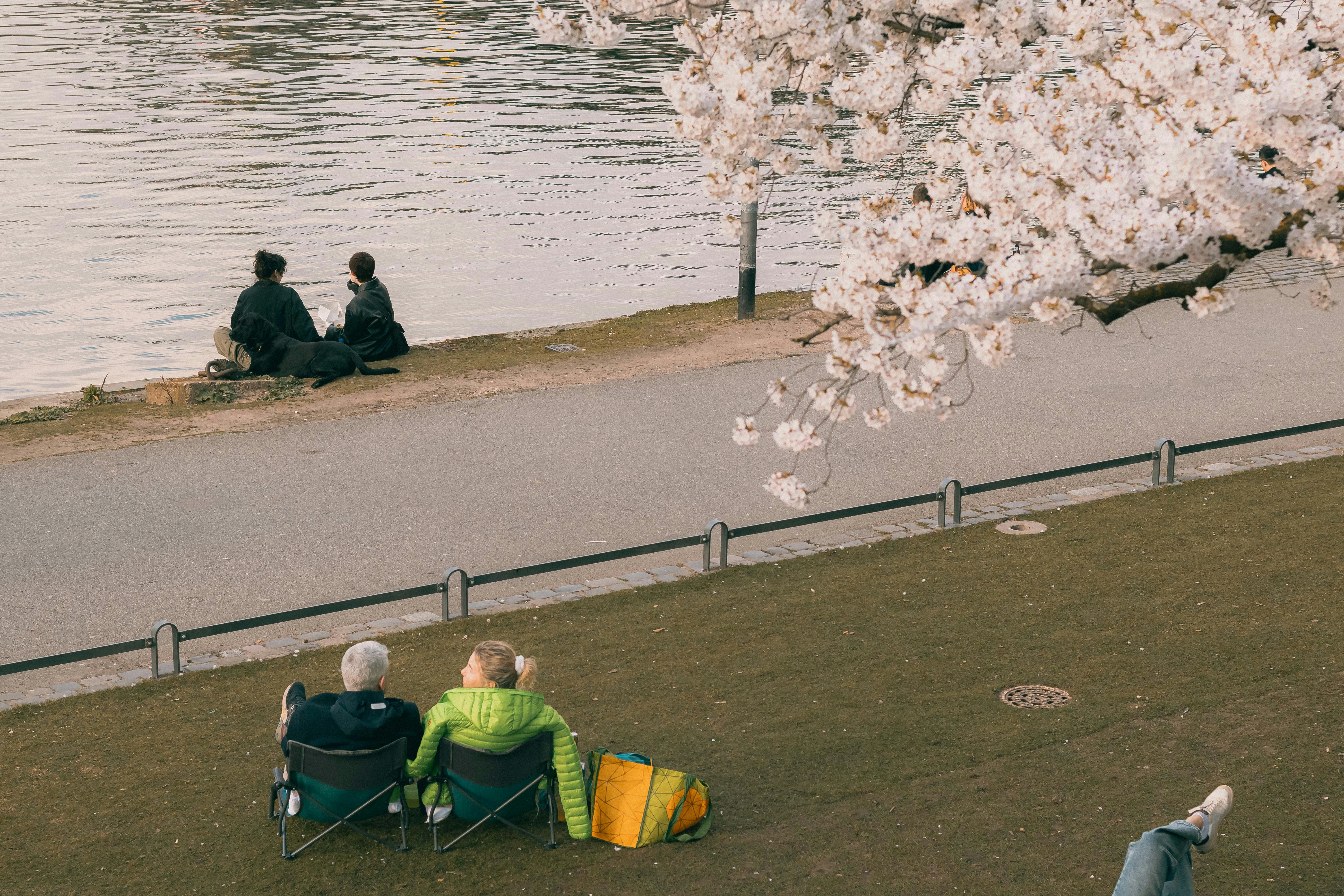 Chairs by the Riverside: Quiet Afternoon Under Blooming Branches
