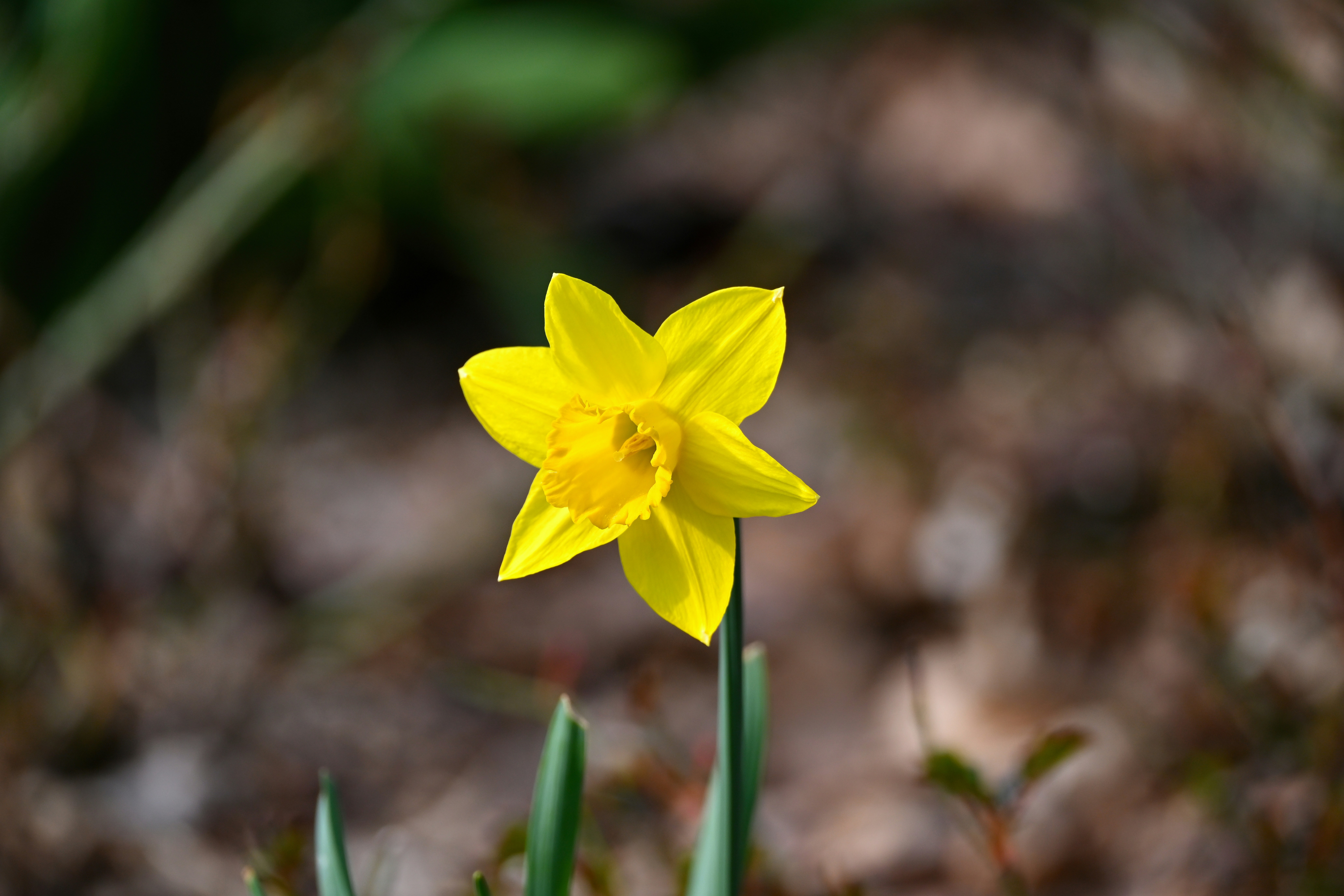 Golden Narcissus Reaches for Spring Light