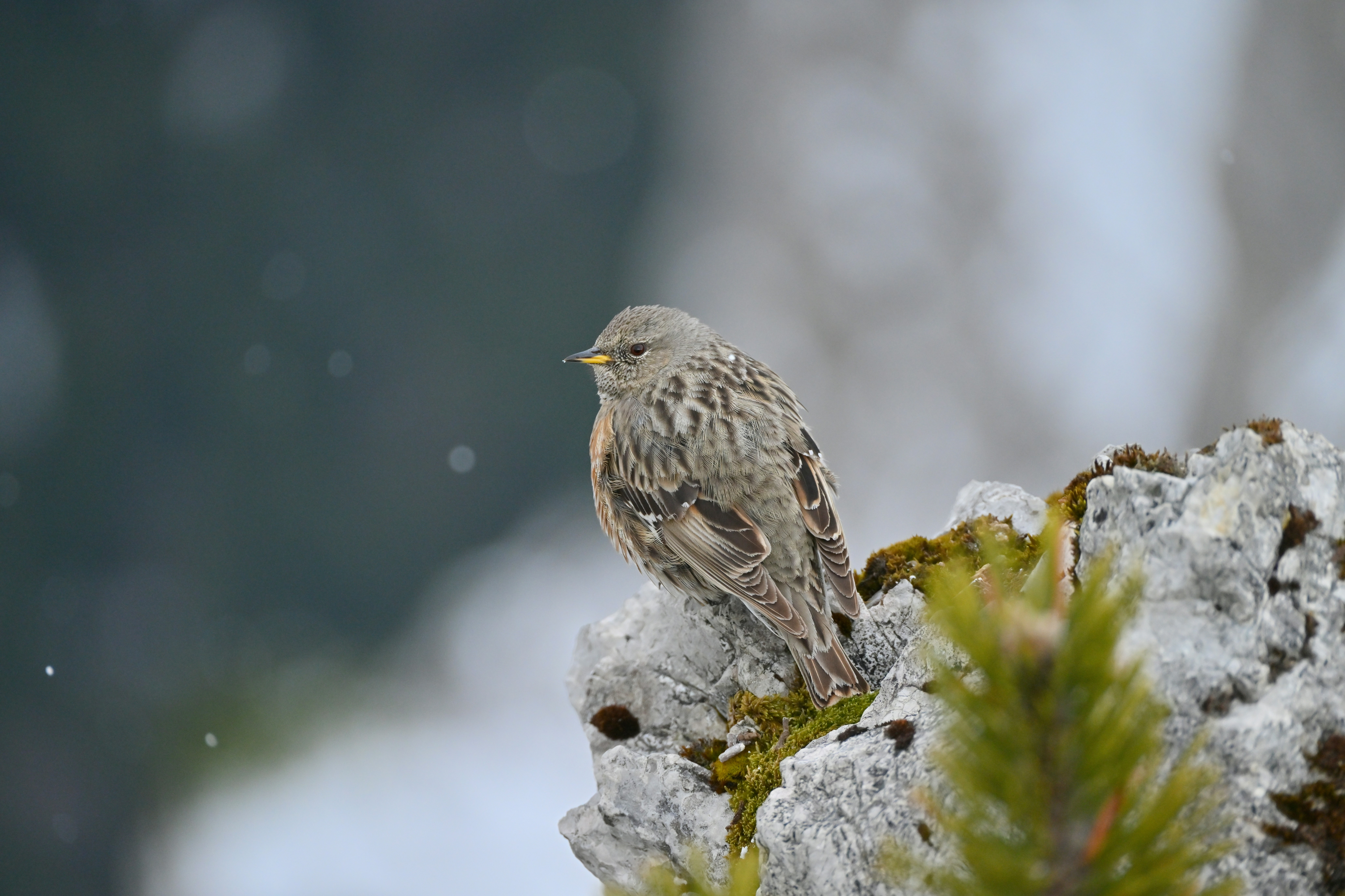 Snowy Perch: A Songbird Straddling a Lichen-Covered Cliff
