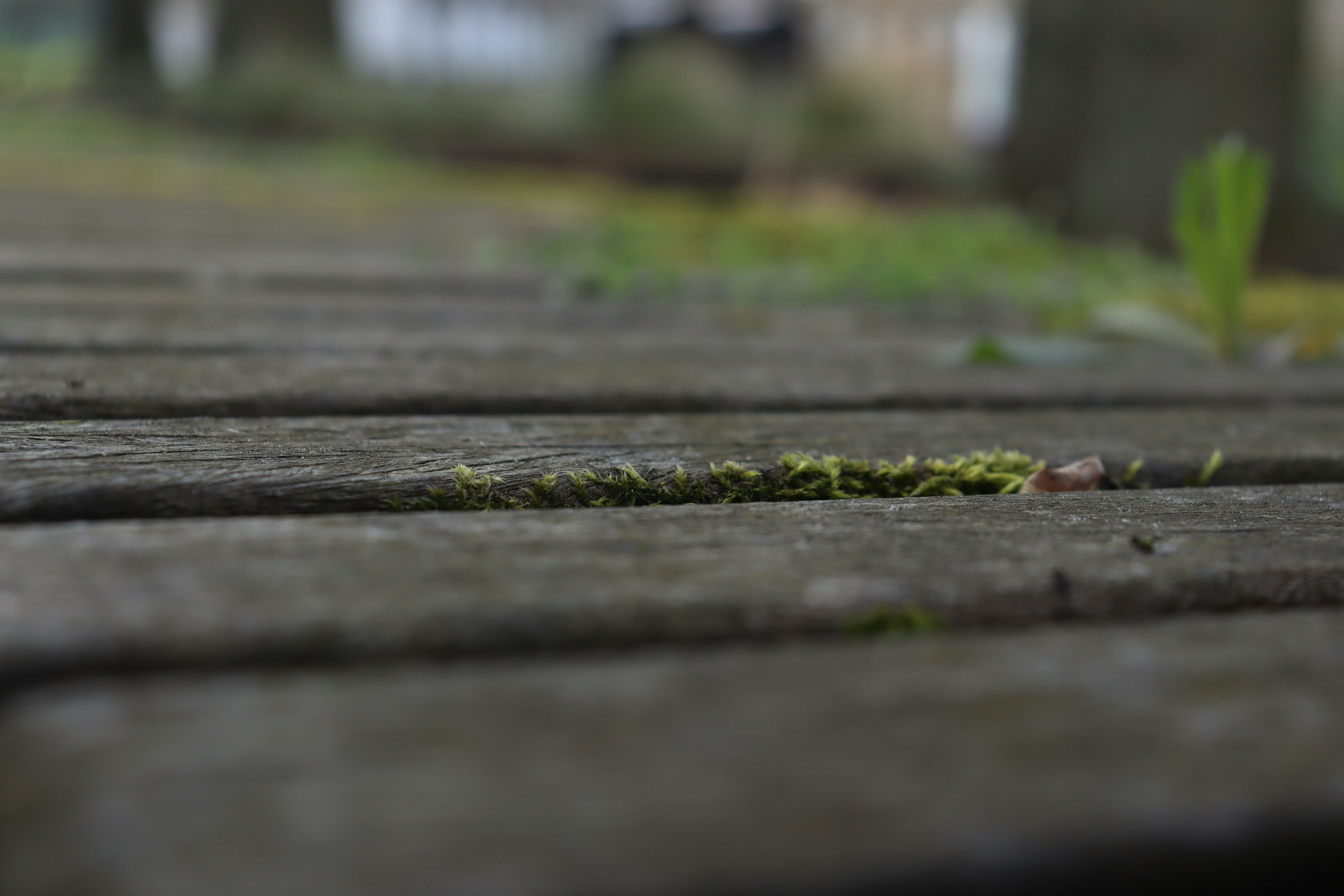  Moss Between the Boards: A Quiet Edge of the Deck