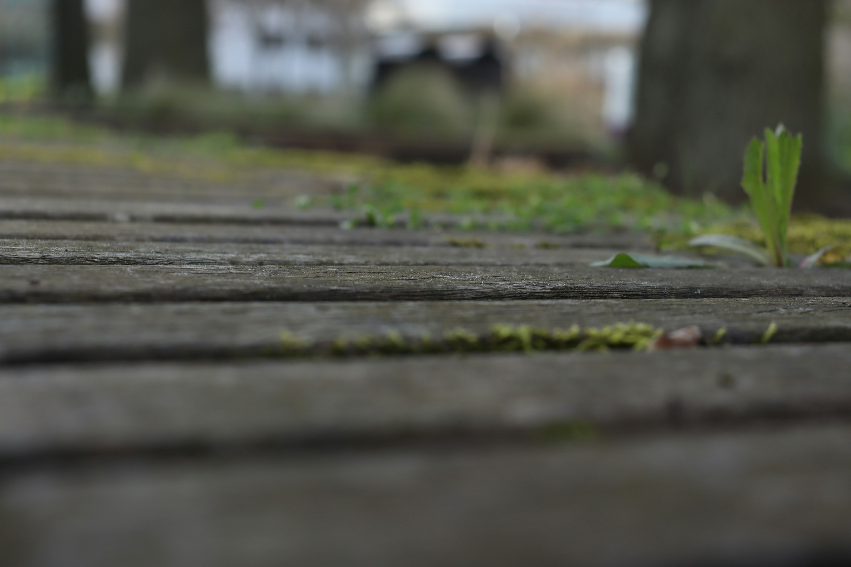 Emerging Green on a Weathered Boardwalk