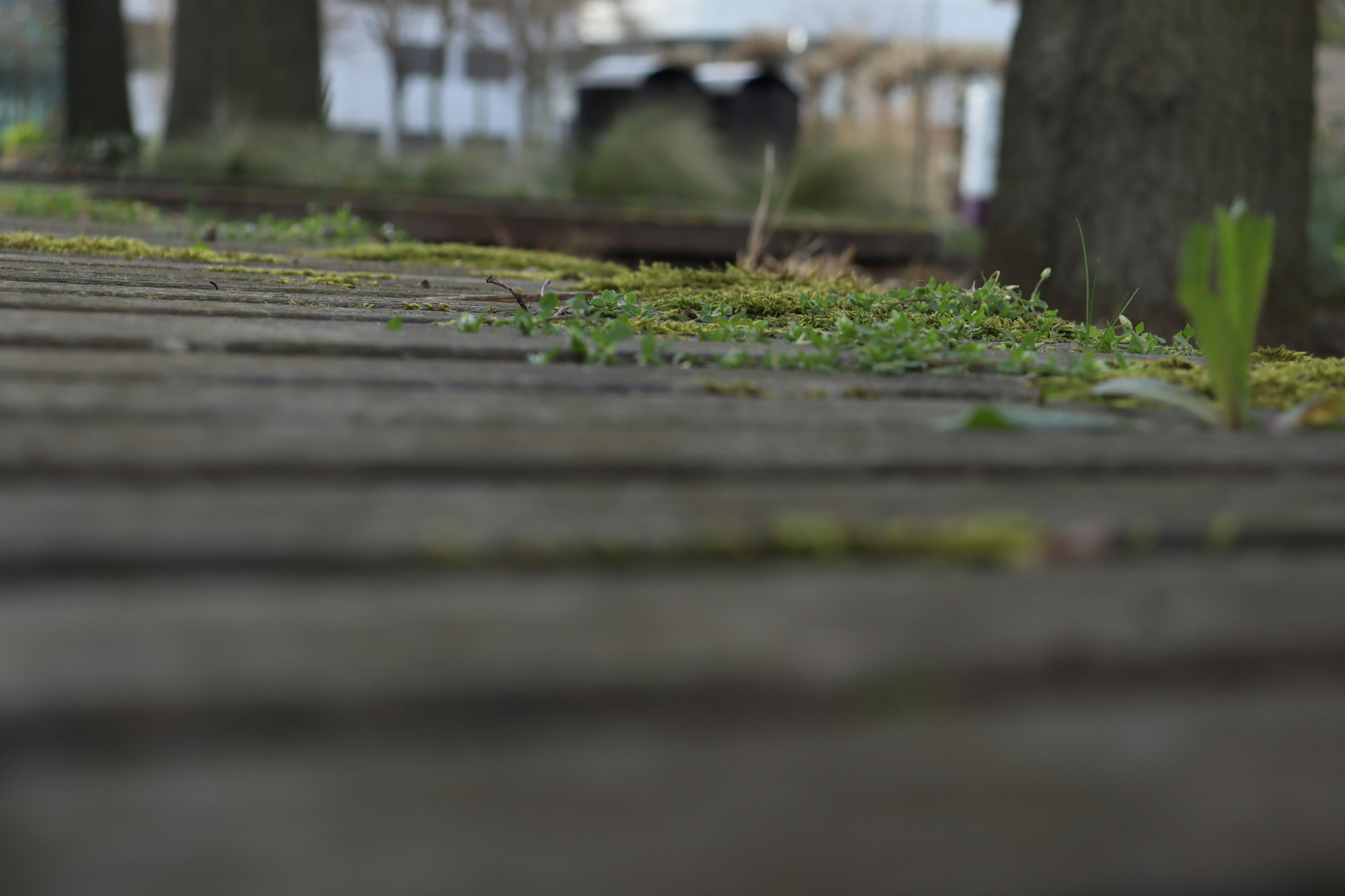 Green Threads on a Weathered Board
