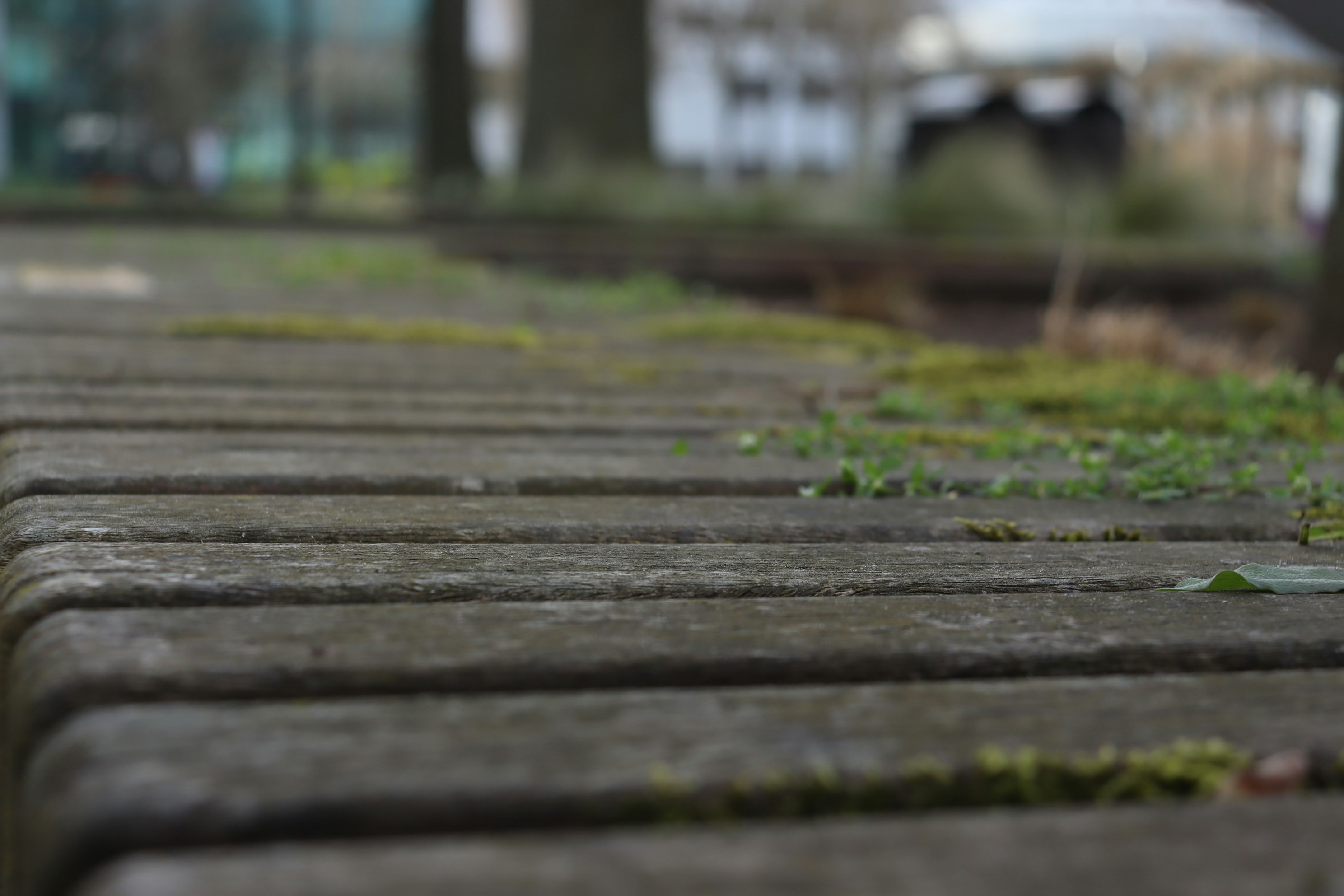 Moss-Dusted Planks: A Quiet Path Toward the Park