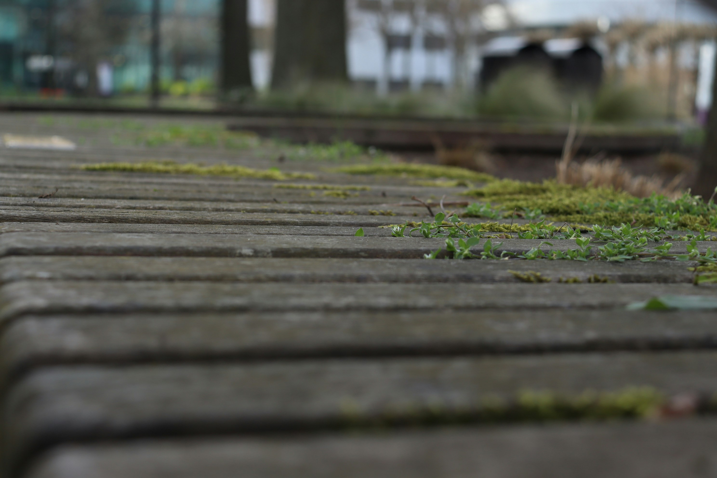 Mossy Planks Retreating into a Quiet Garden Path