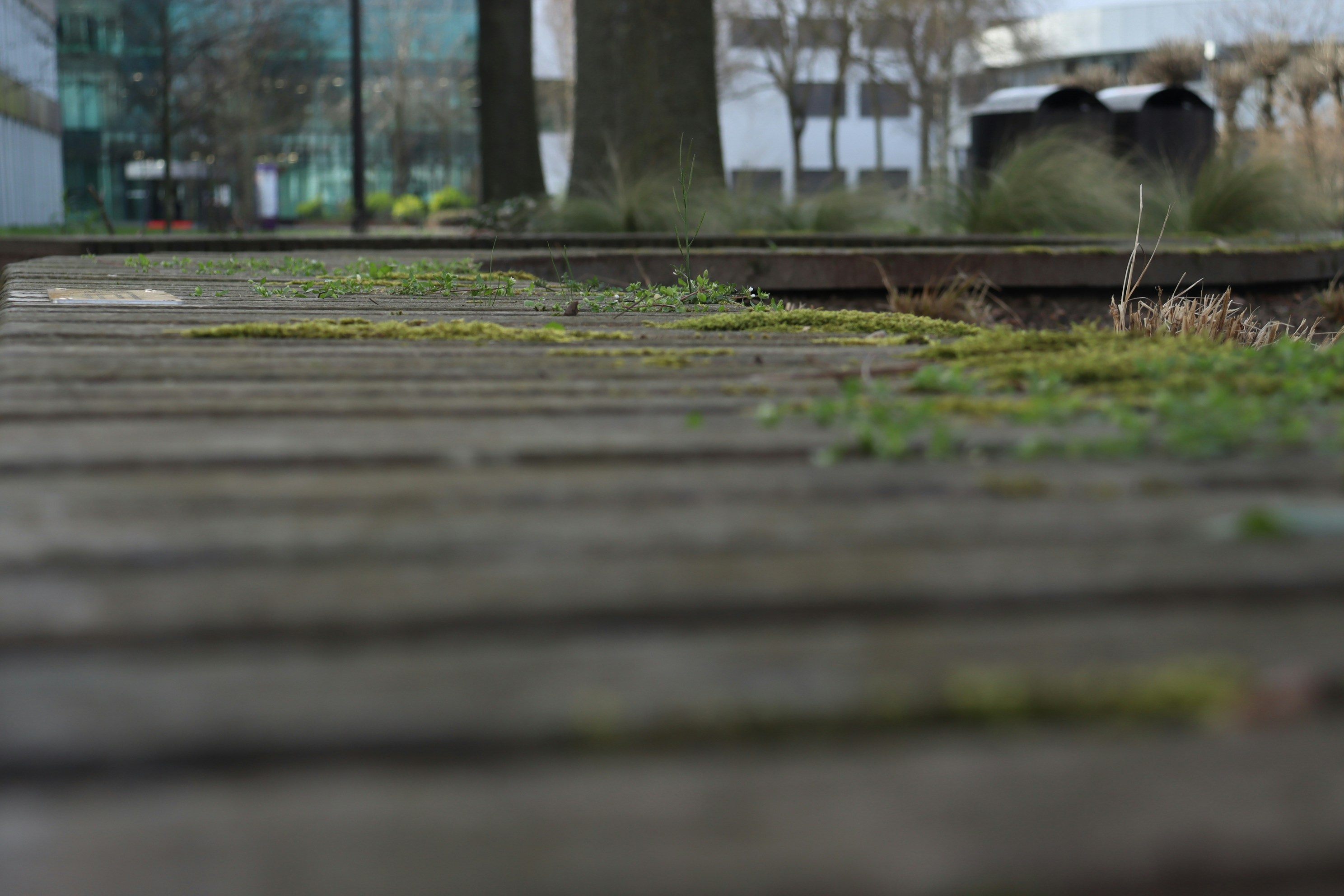 Railside Moss and Grasses: A Quiet Ground-Level View