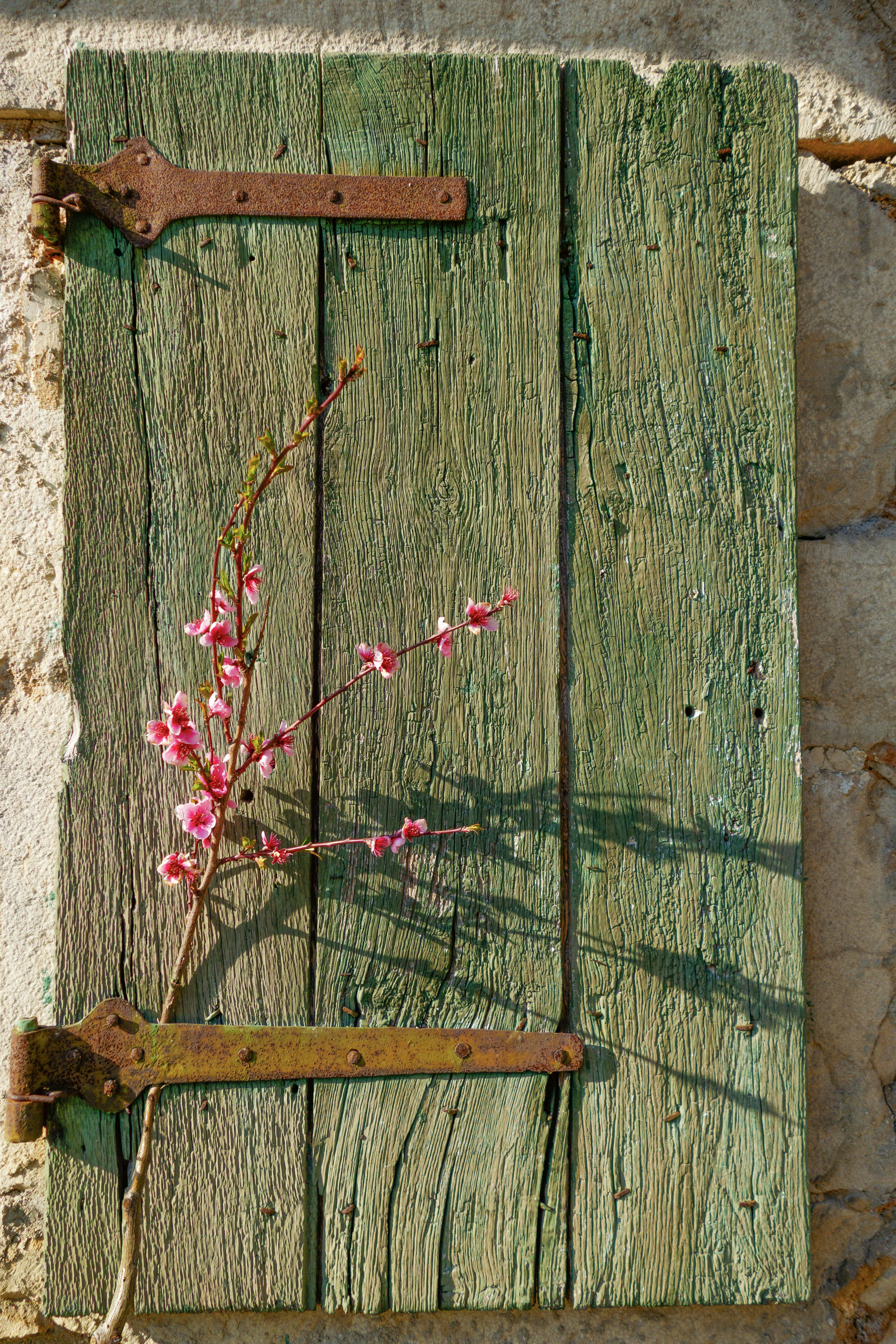 Cracked Green Wood with Pink Blossom Shadow