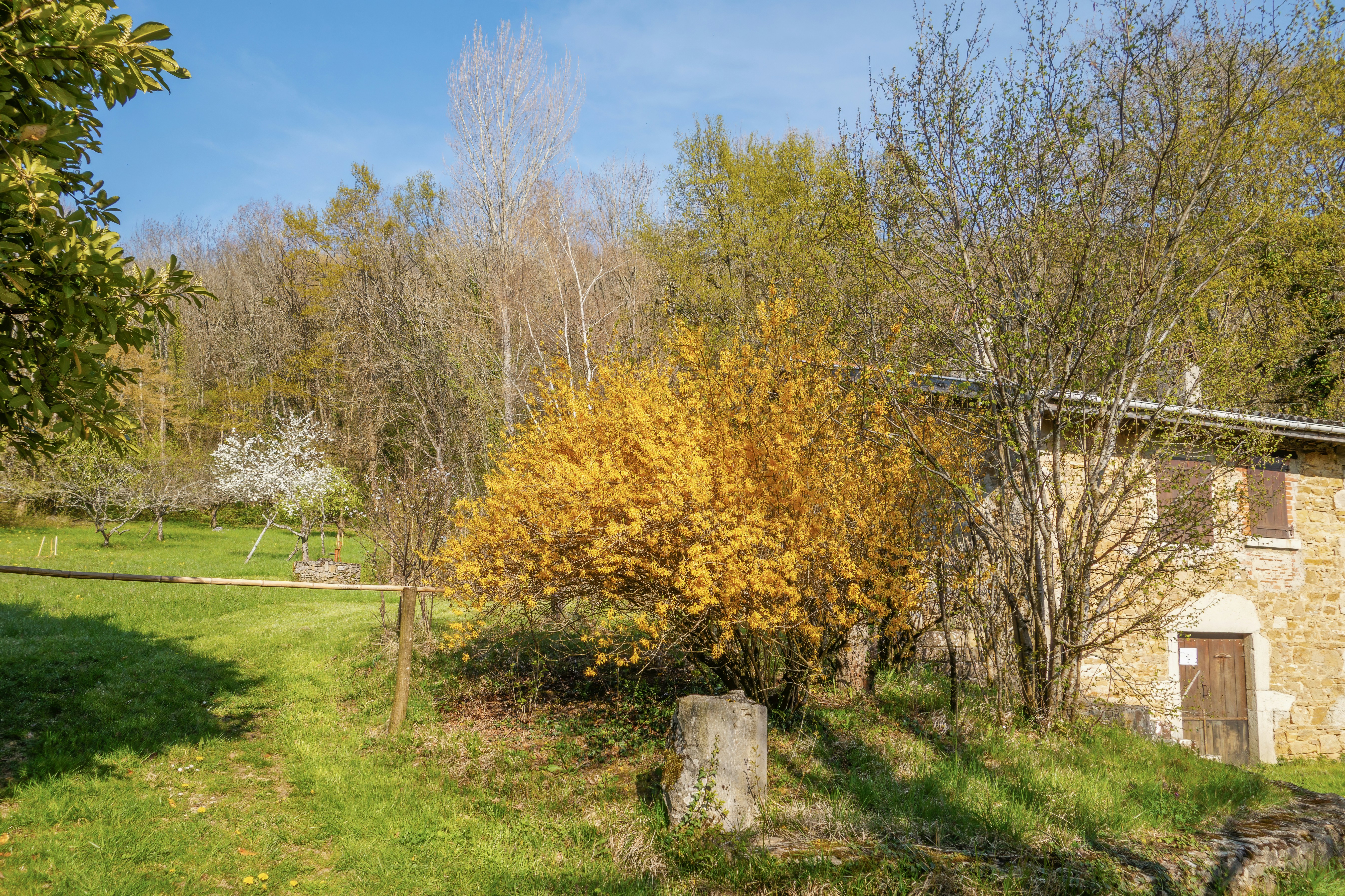 Sunny Springyard with Blossoming Trees and Stone Barn