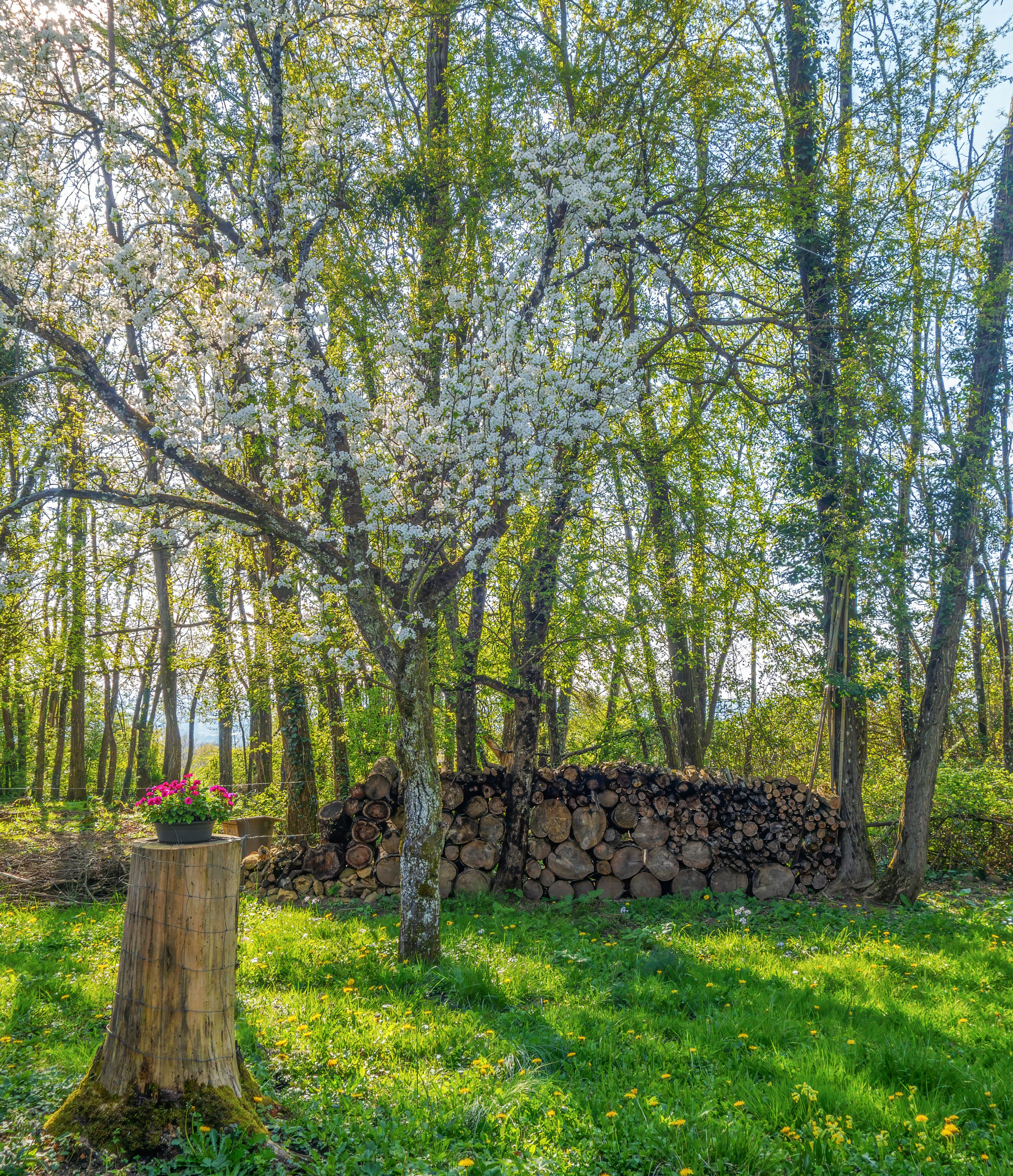 Blossoms Under a Hearth of Firewood and Sunlight
