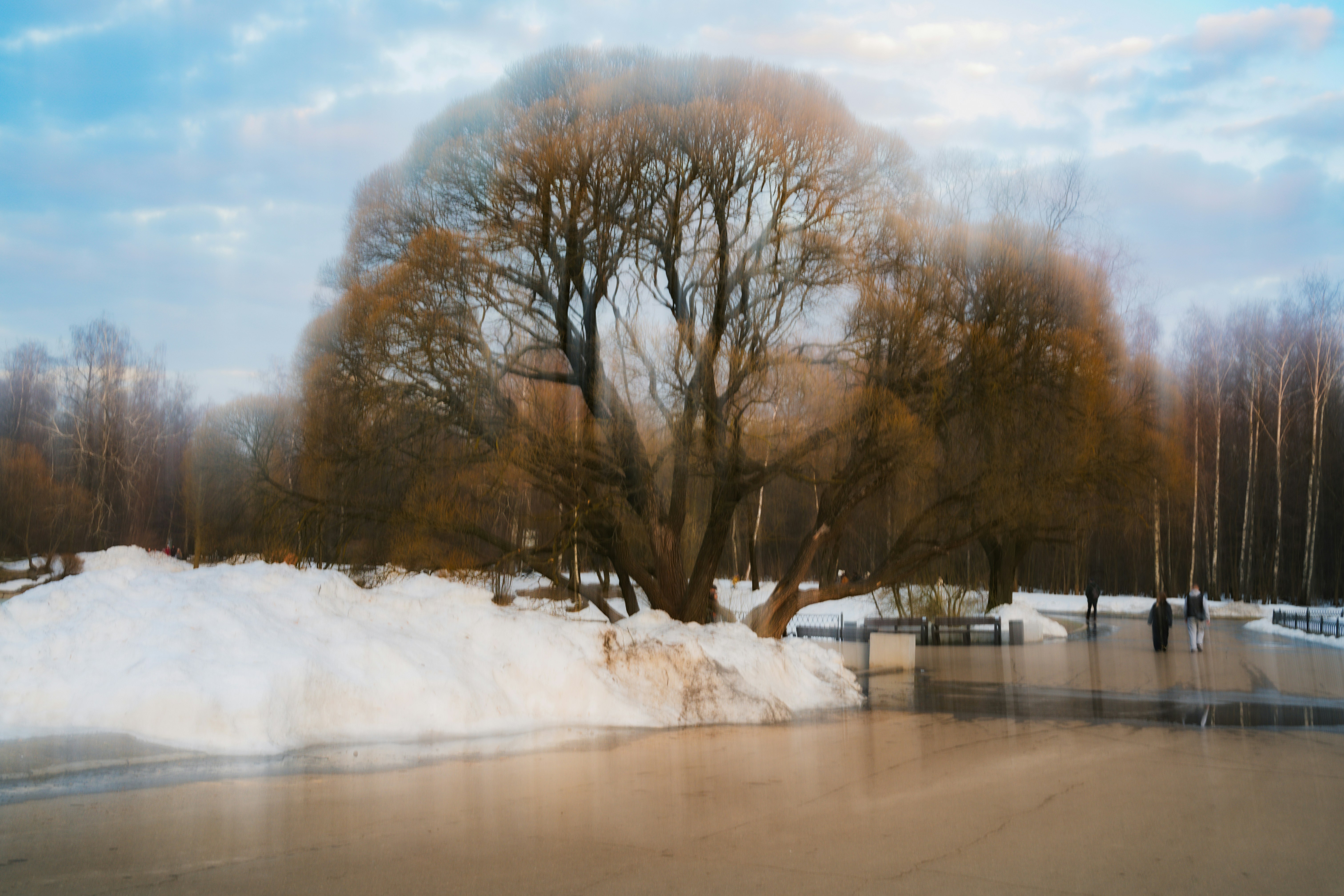 Winter Promenade Under a Quiet Canopy