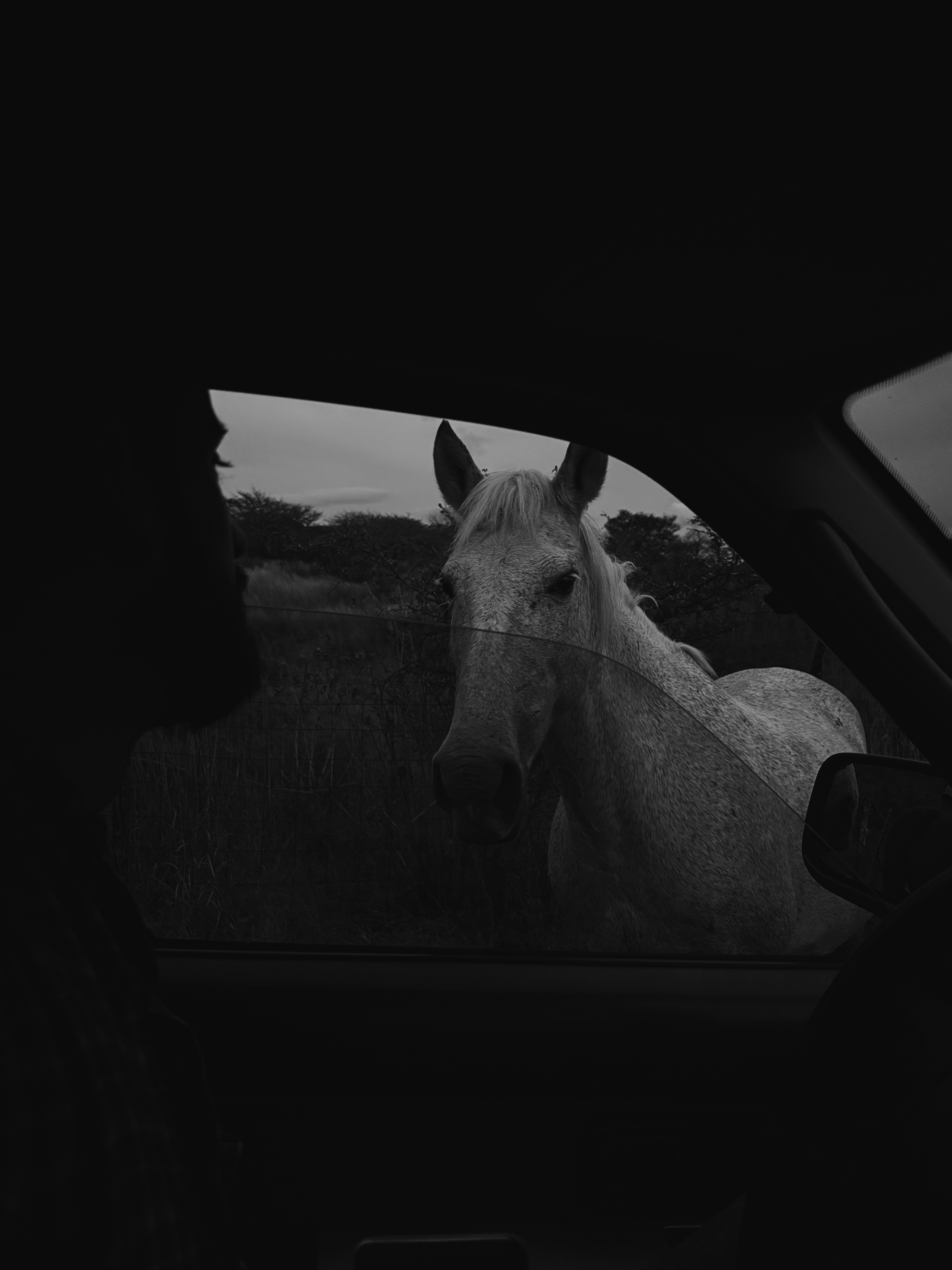 Horsepeering: A Quiet Moment Through a Car Window