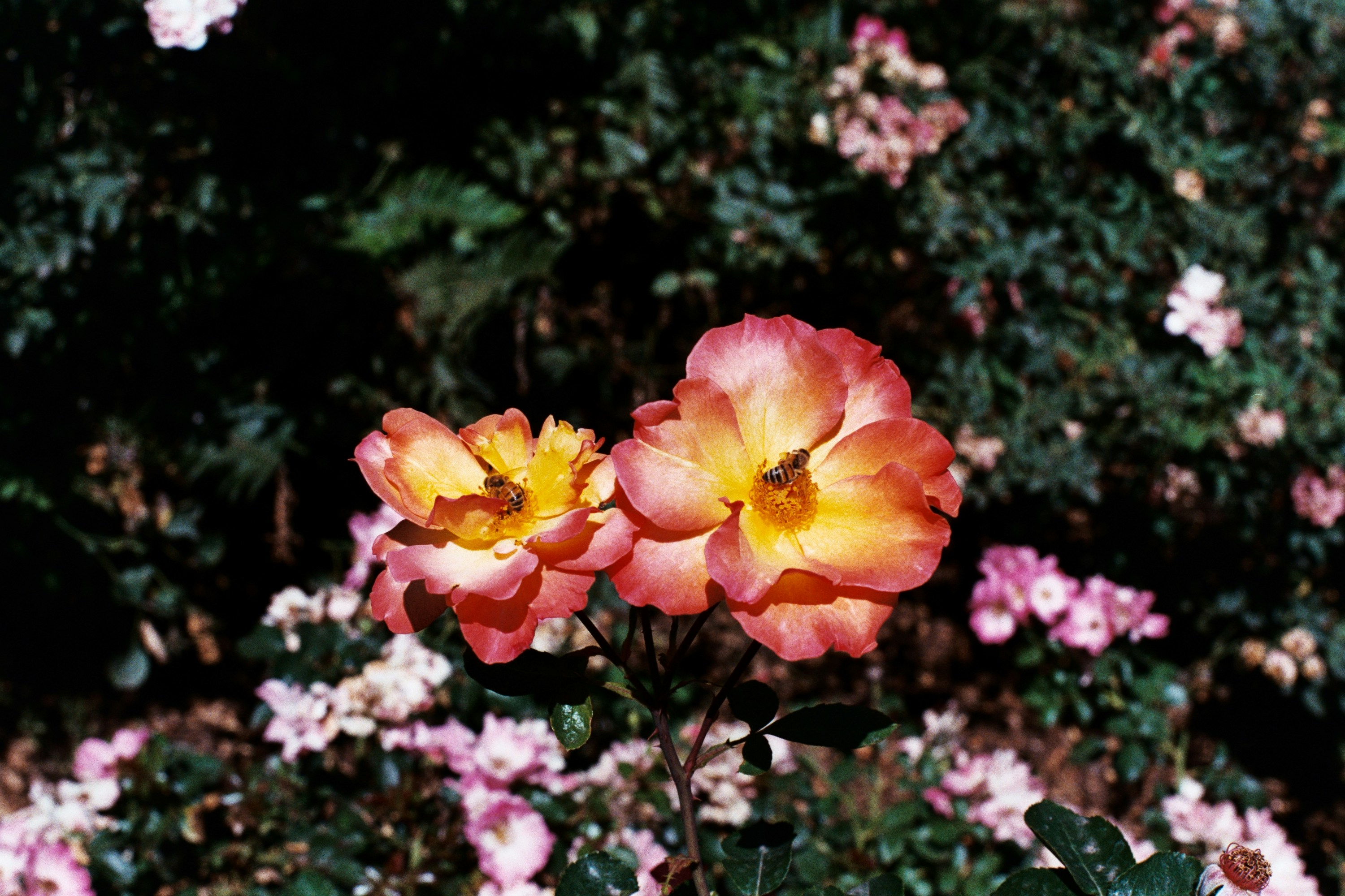 Two bicolor roses bloom among smaller pink flowers.