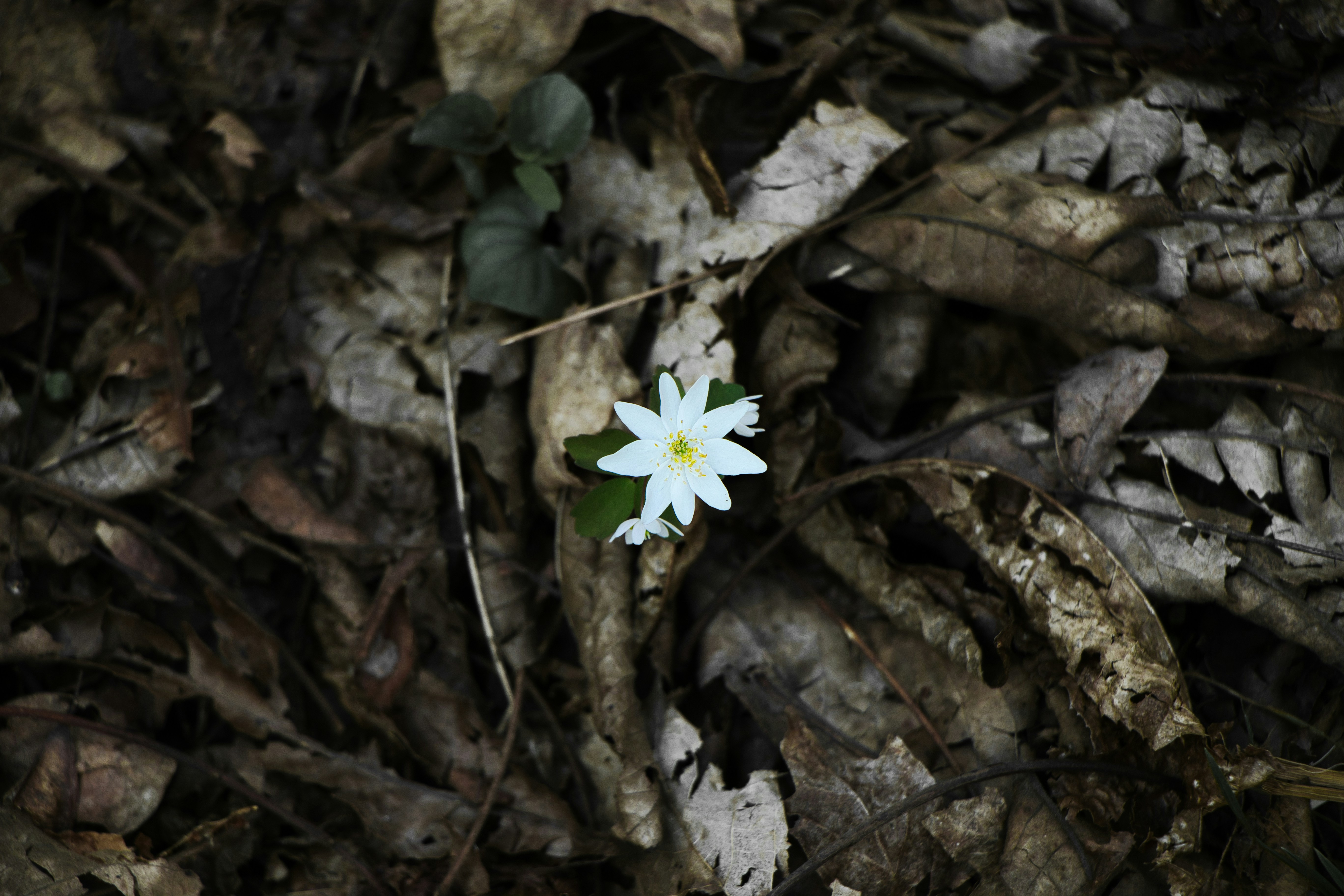  lone white flower in leaf-littered forest floor