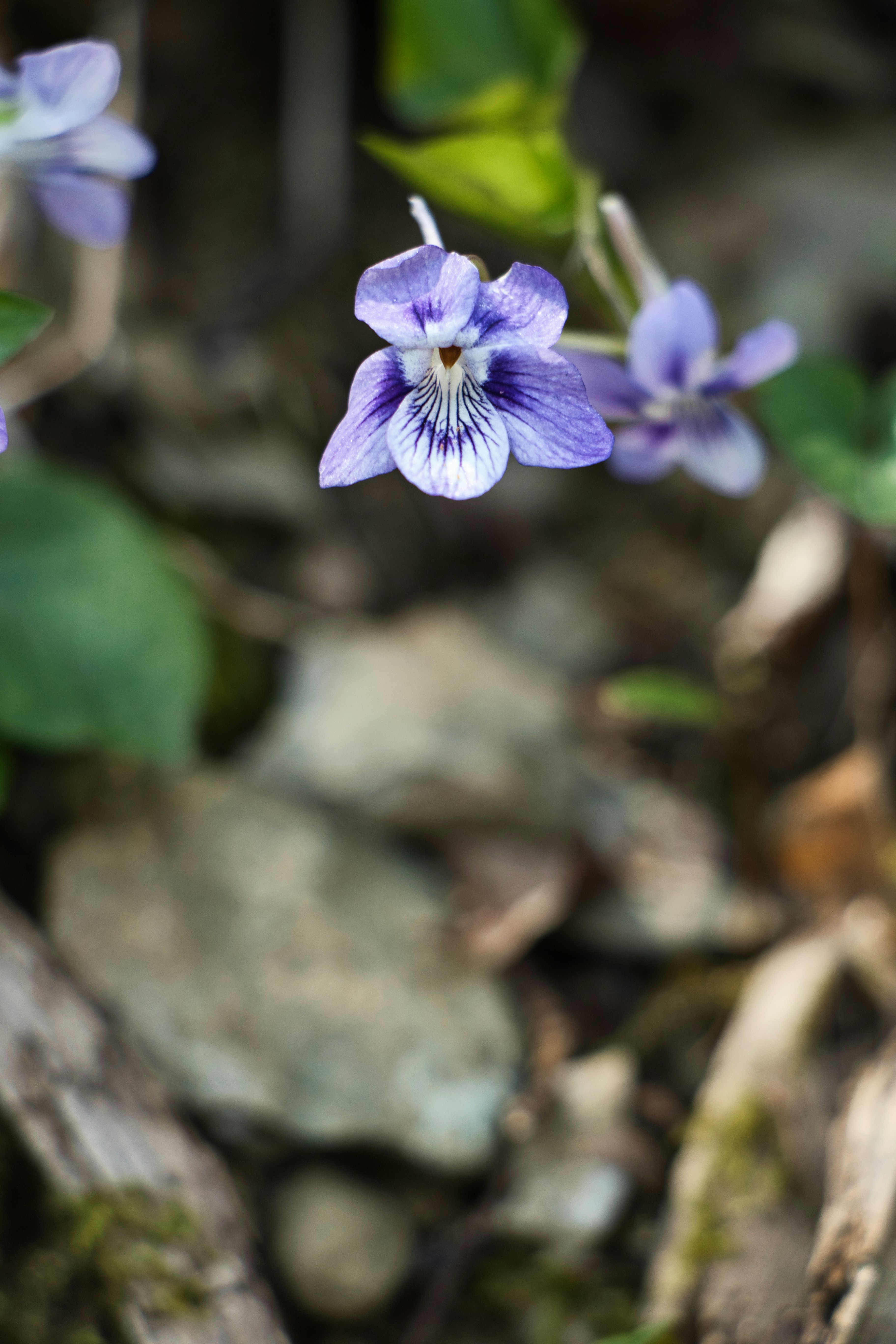 Violet Viola Trill: A Delicate Bloom on a Pebble Bed