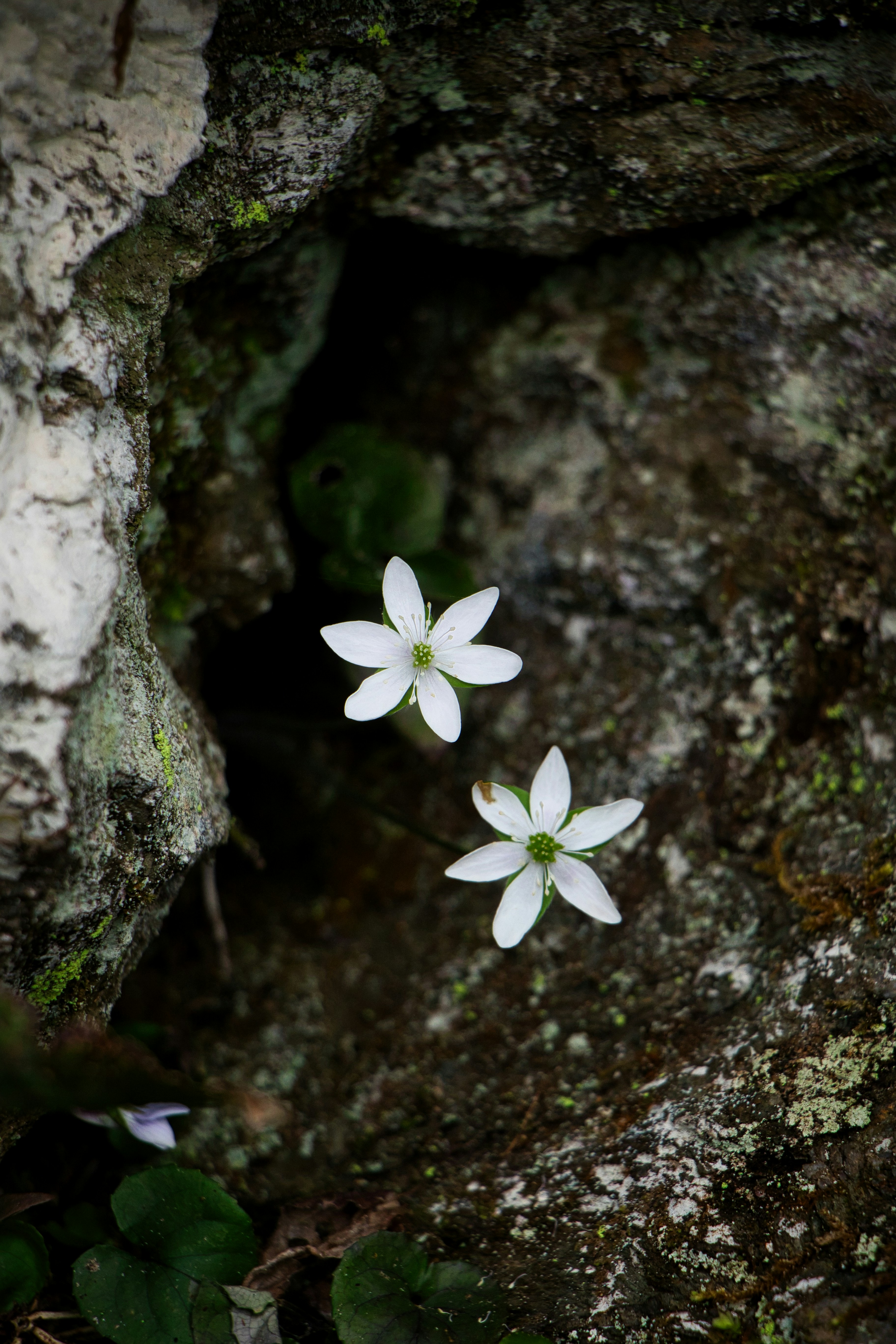 Petals in a Quiet Cavity: White Flowers Resting Between Stones