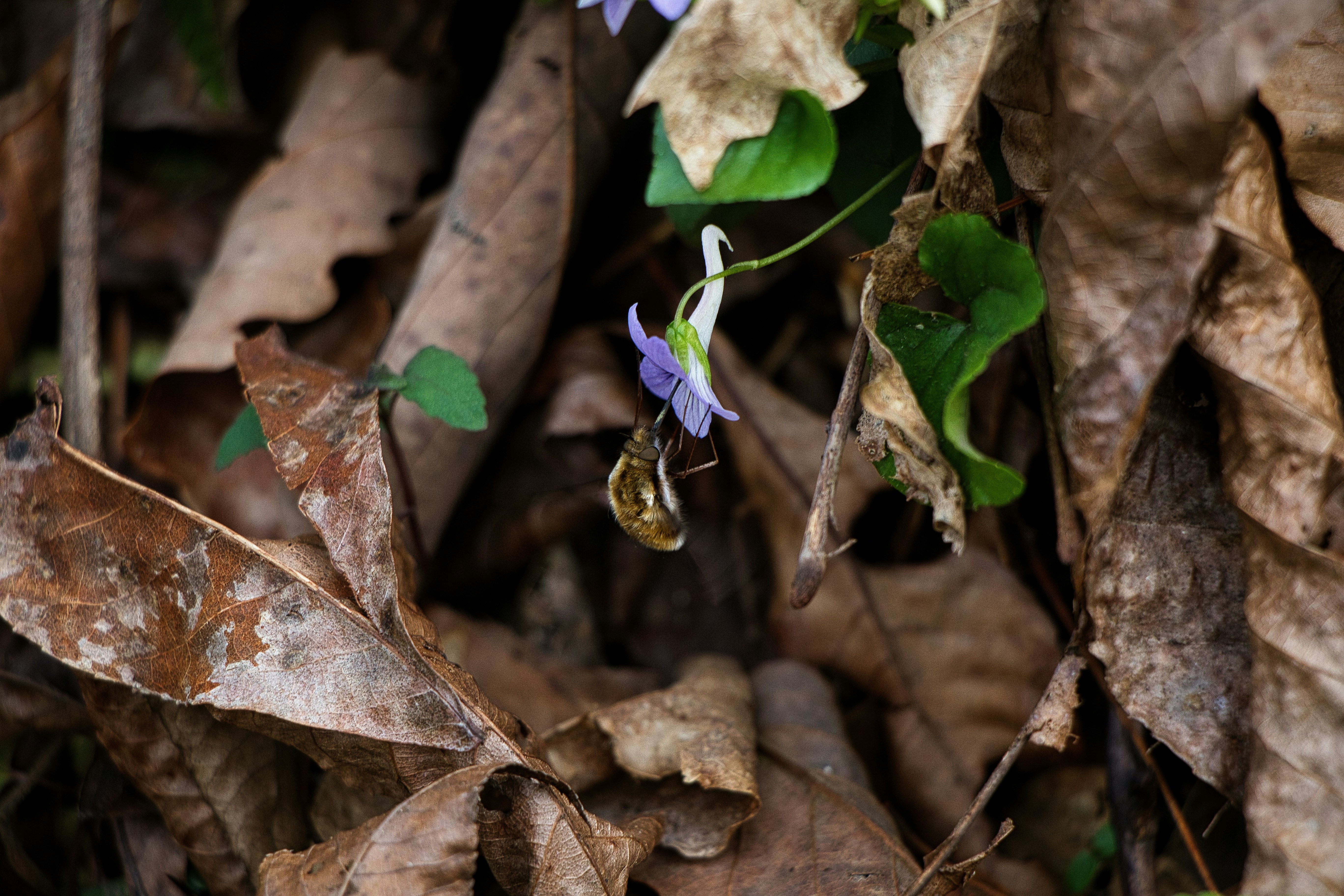 Emerald Tendrils and Withered Leaves: A Quiet Ground Study