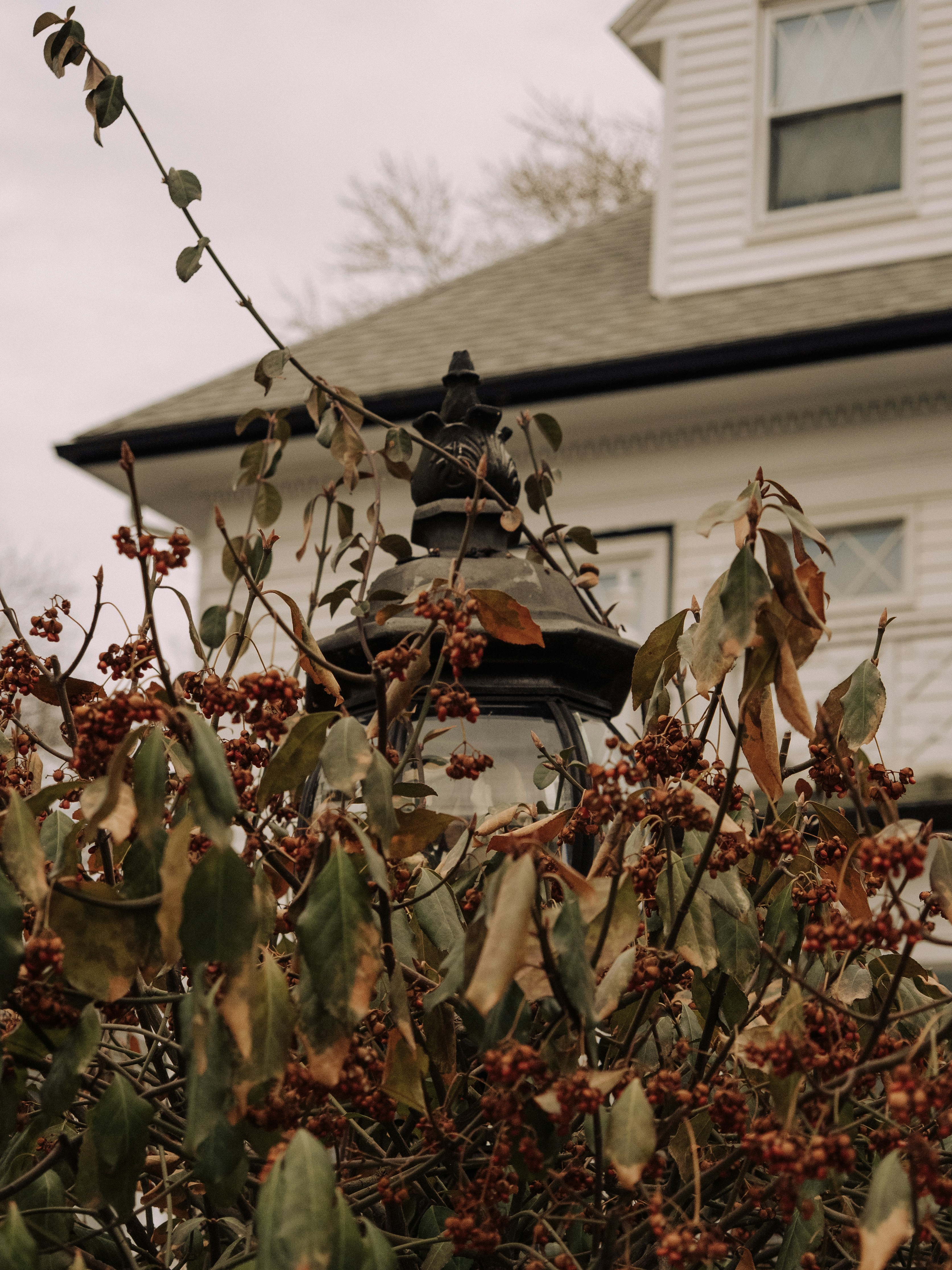 Overgrown Lantern at a Quiet Victorian Corner
