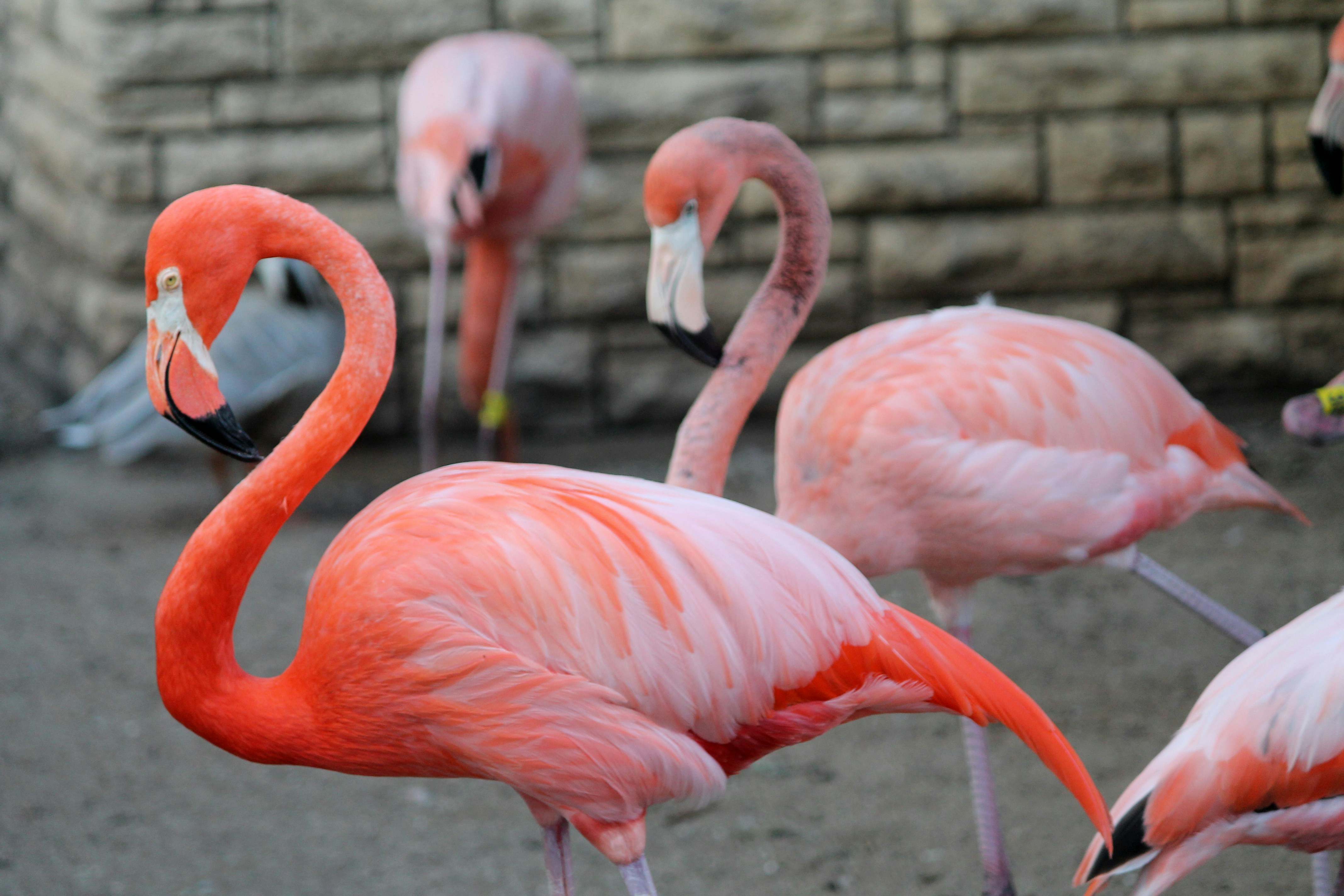 Coral Choir: A Cluster of Flamingos in Soft Evening Light