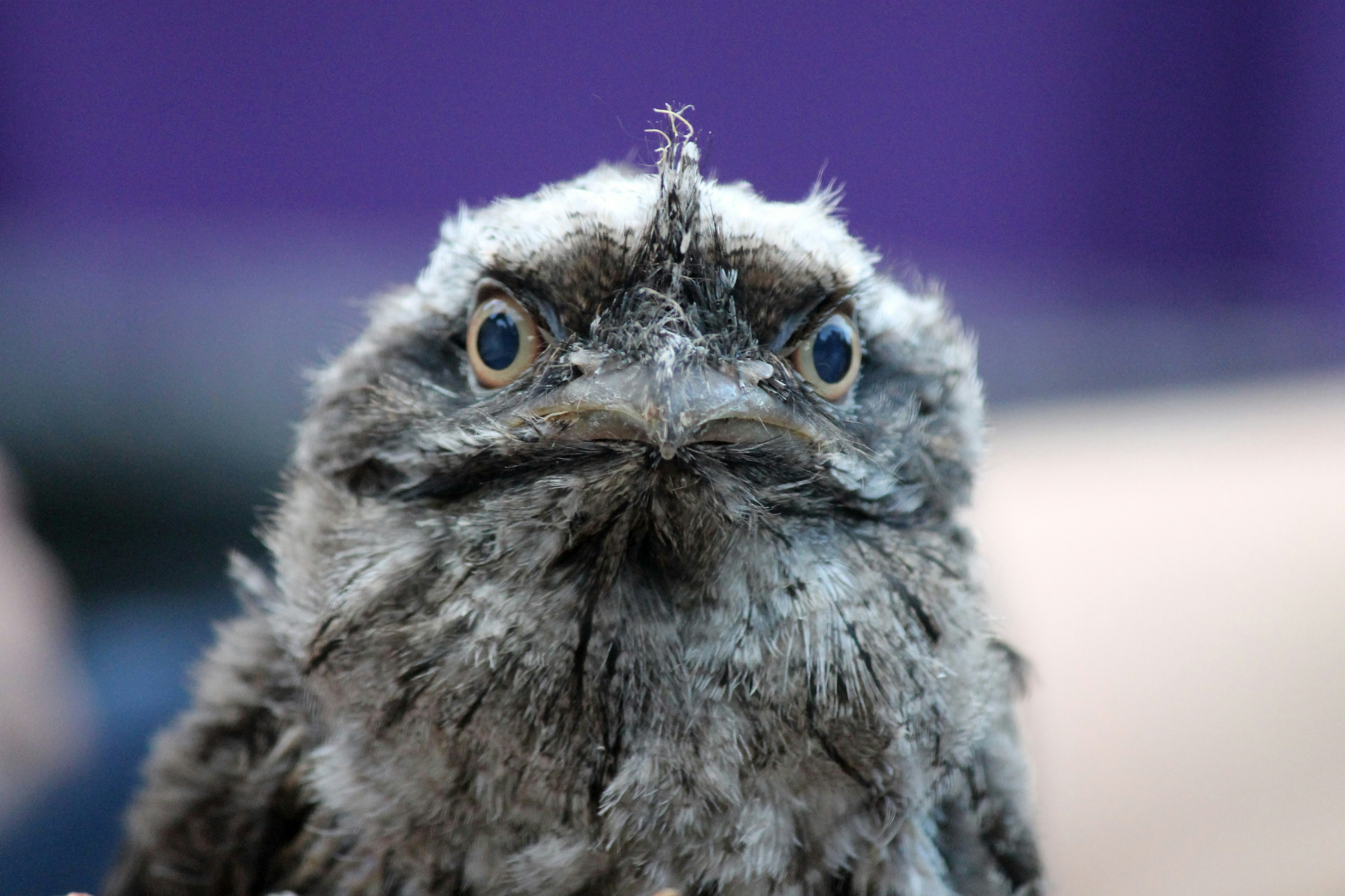 Wide-eyed Stare: A Curious Wren Up Close