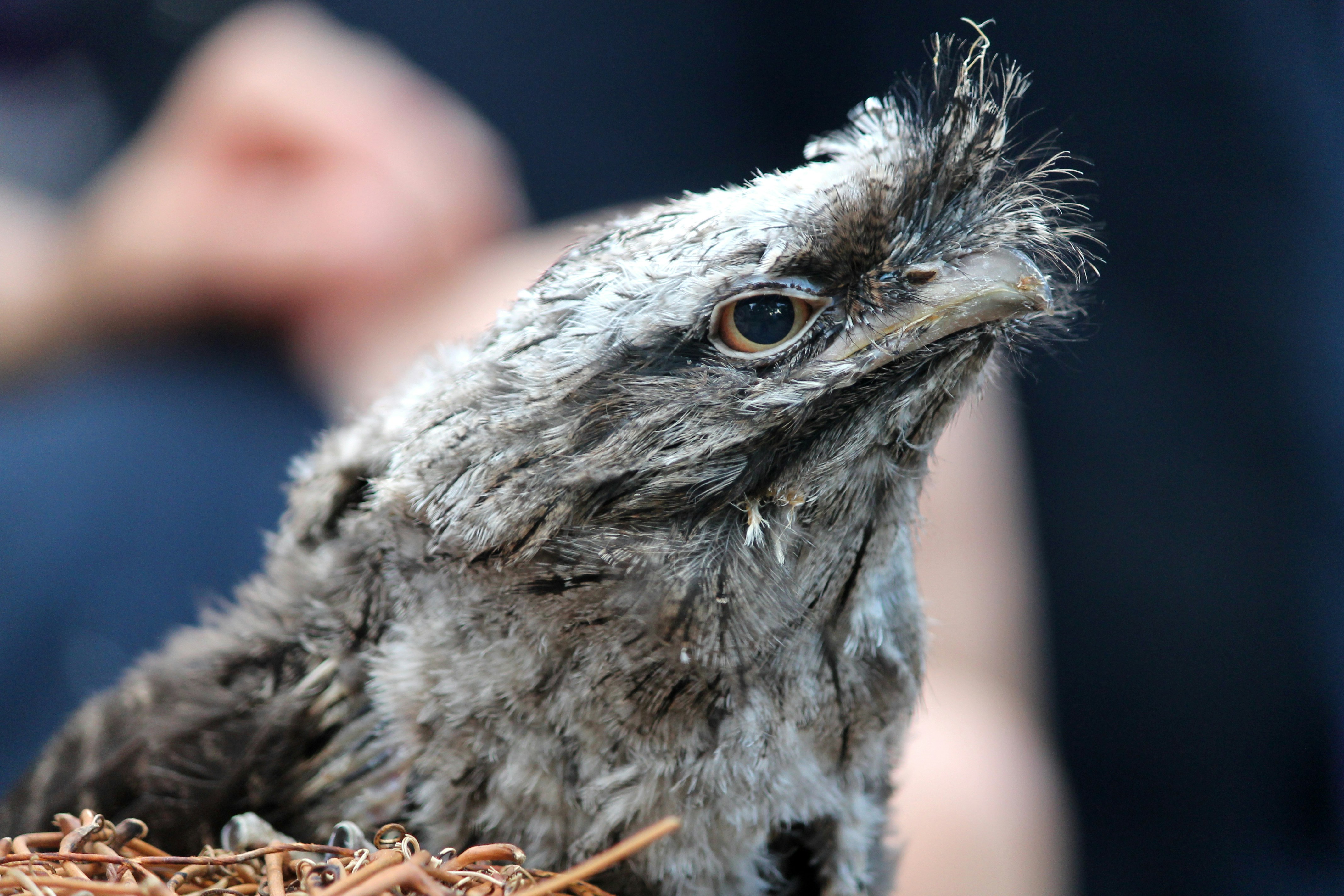 Close-up of a young roadrunner-like bird with a shaggy crest