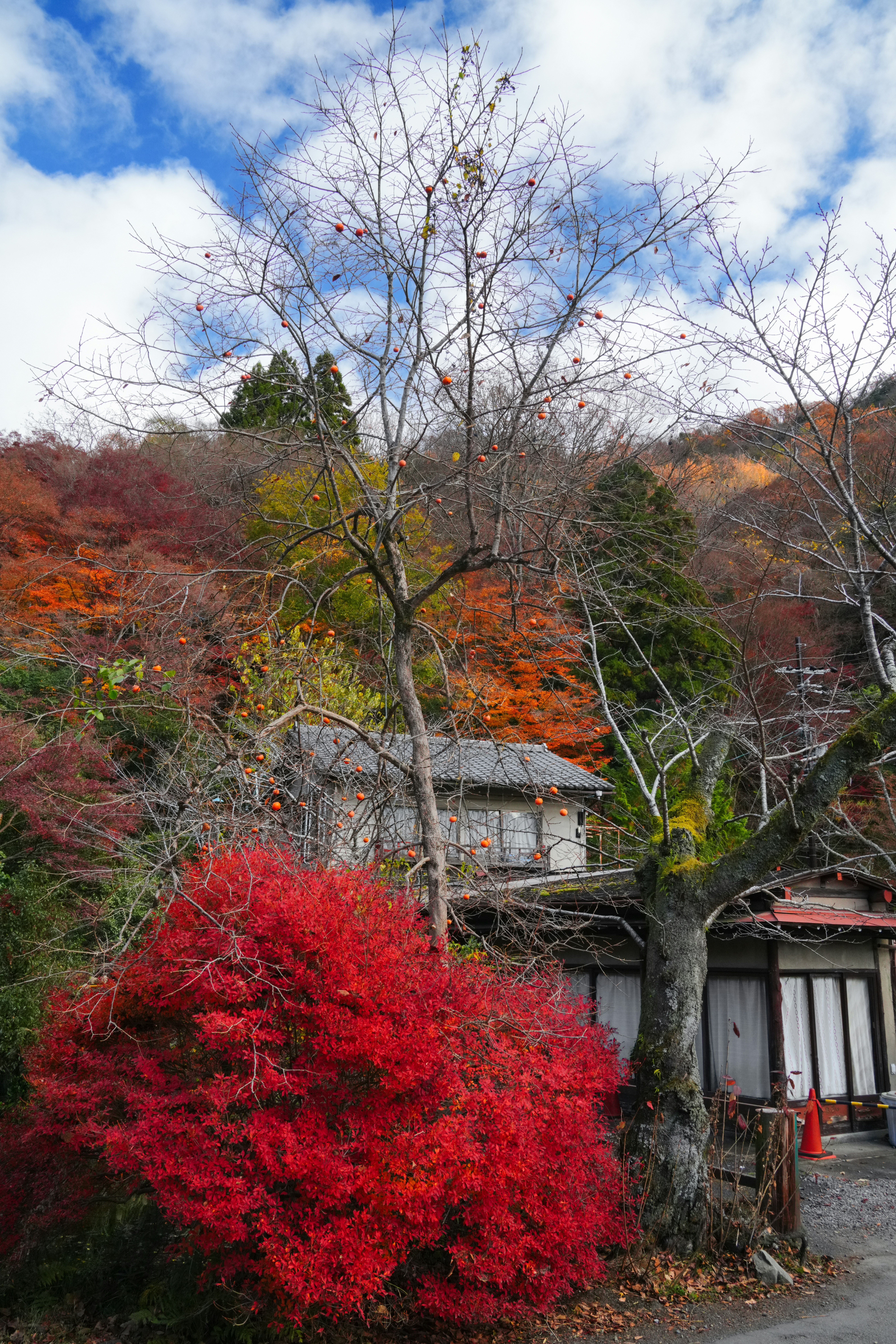 Autumn Courtyard with Crimson Foliage and Weathered Studio