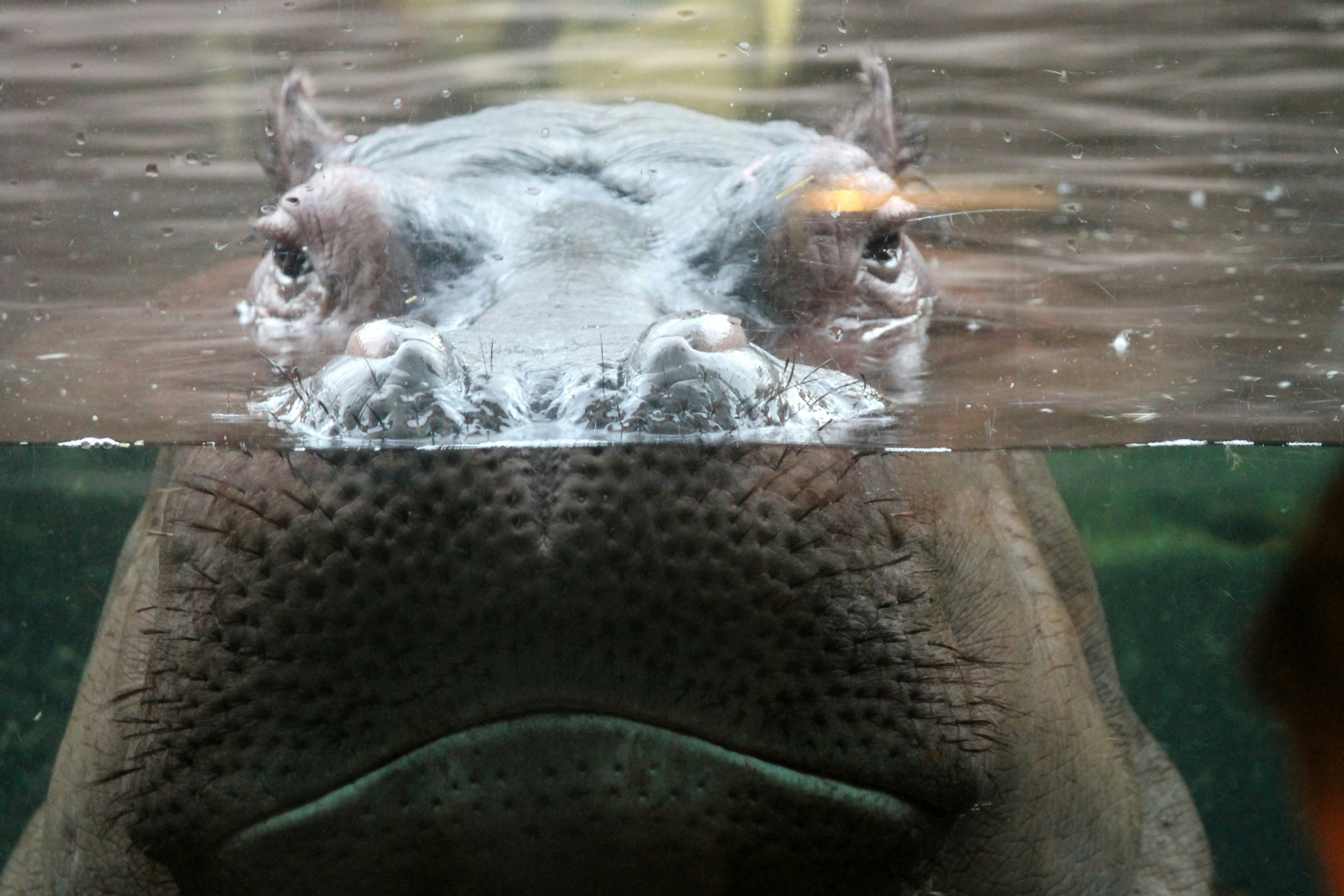 Hippopotamus Nose-to-Surface Stare at the Waterline