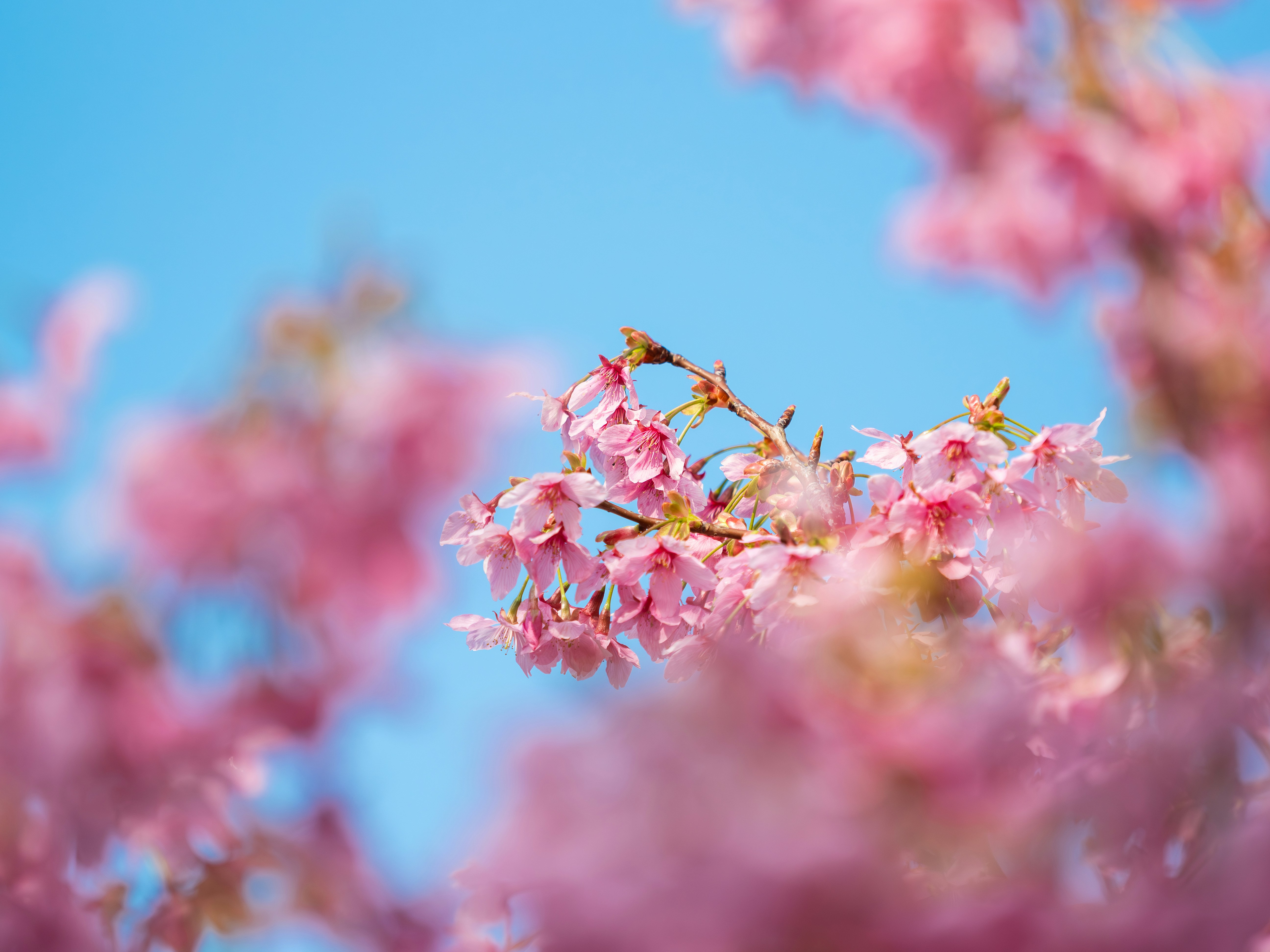Cherry Bloom in Focus: A Sky-Blue Moment
