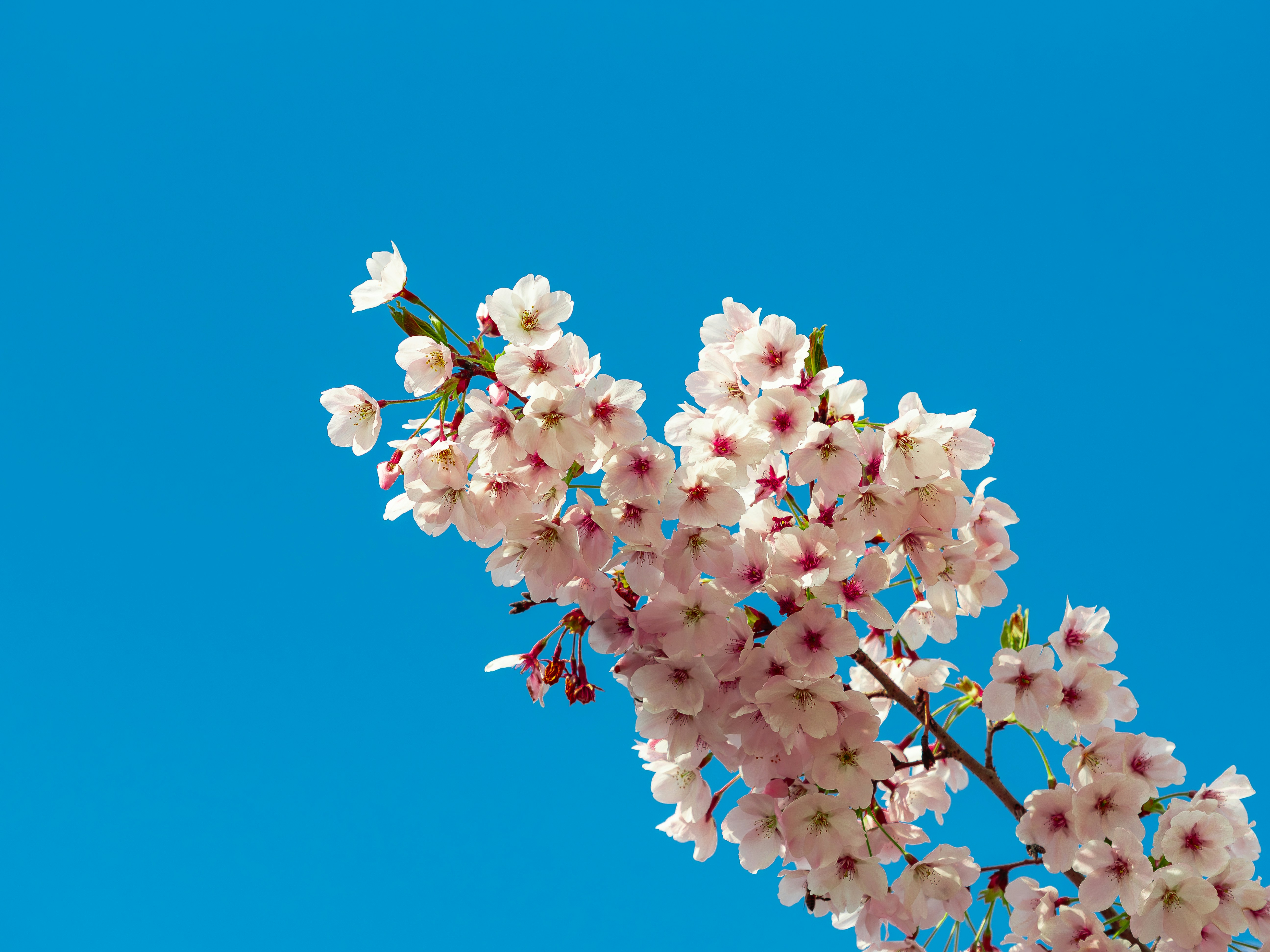 Blossoms in Azure: A Cherry-Branch Reaches toward the Sky