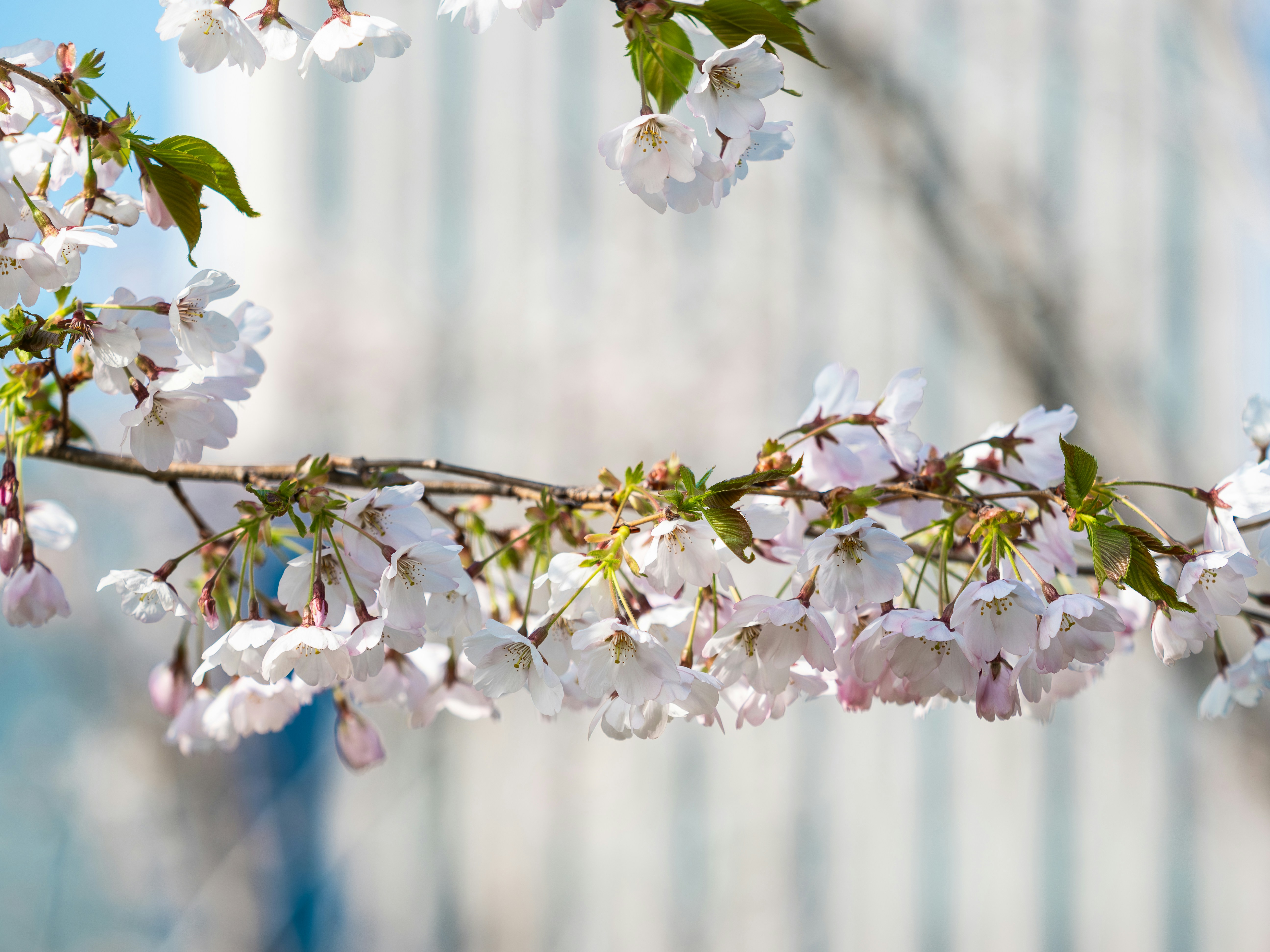 Blossom Chorus: Delicate Cherry Branch in Soft Focus