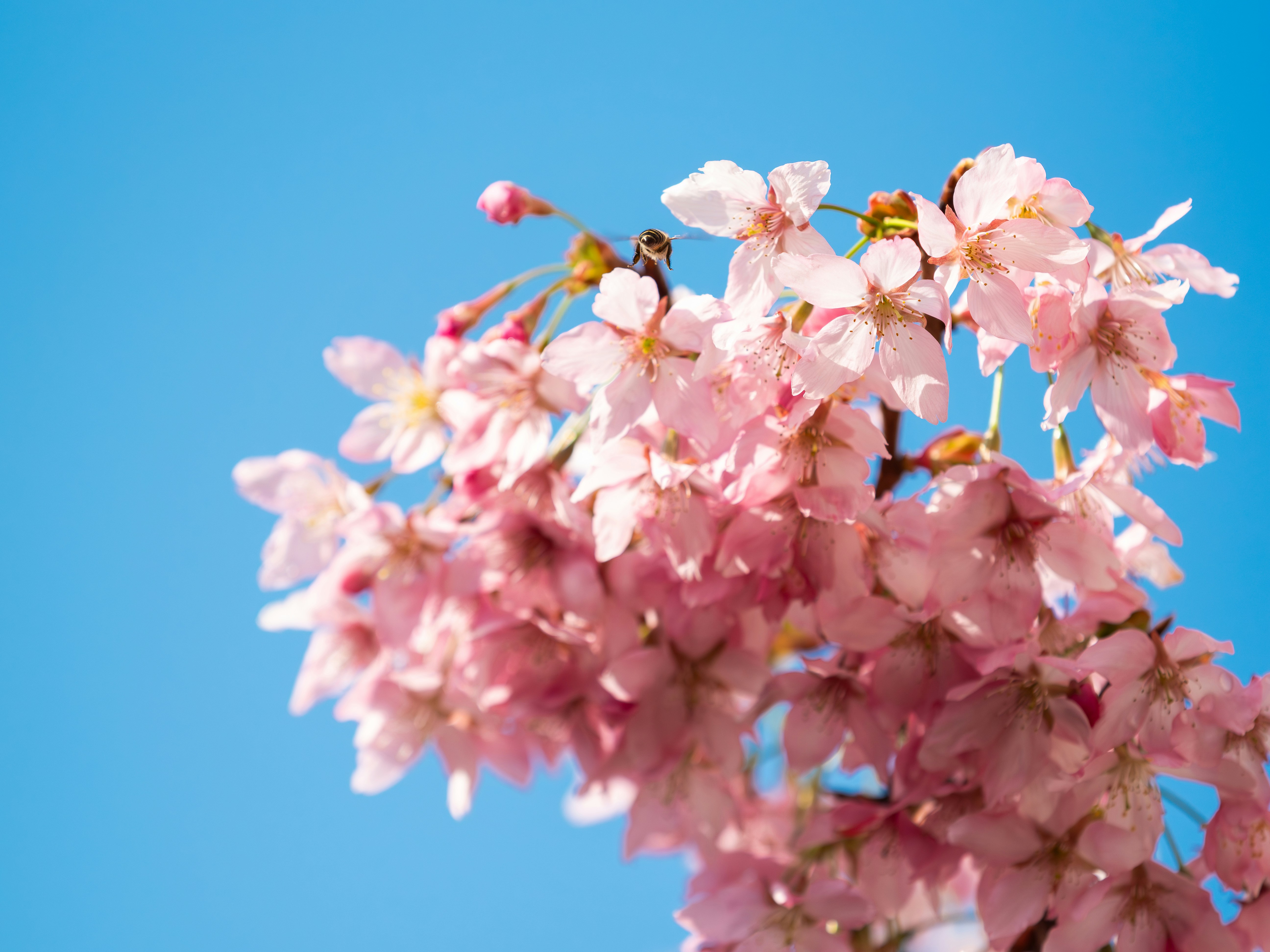 Soft-pink Cherry Blooms Framed Against a Cerulean Sky