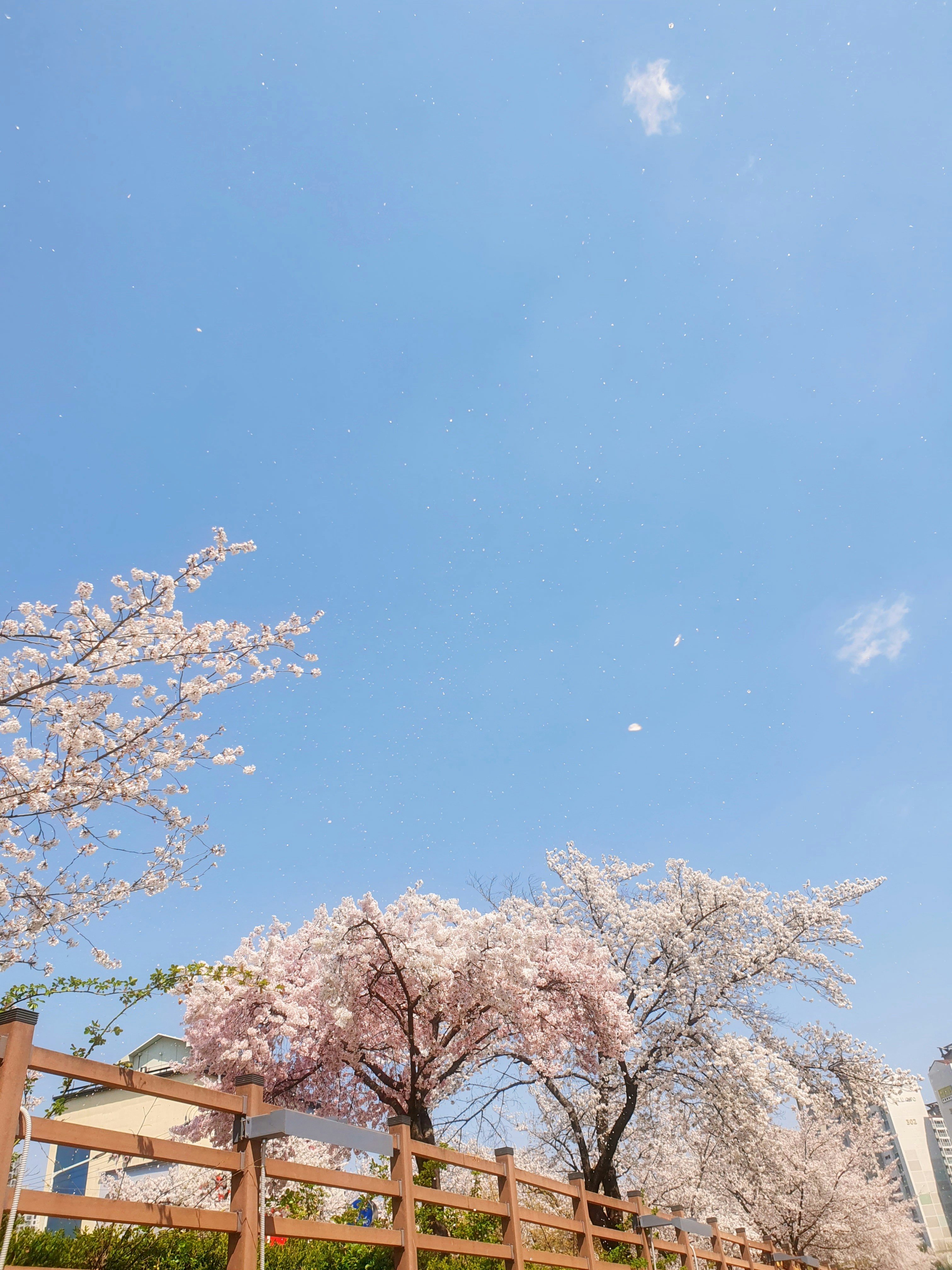 Cherry Blossom Over a Sunny Courtyard