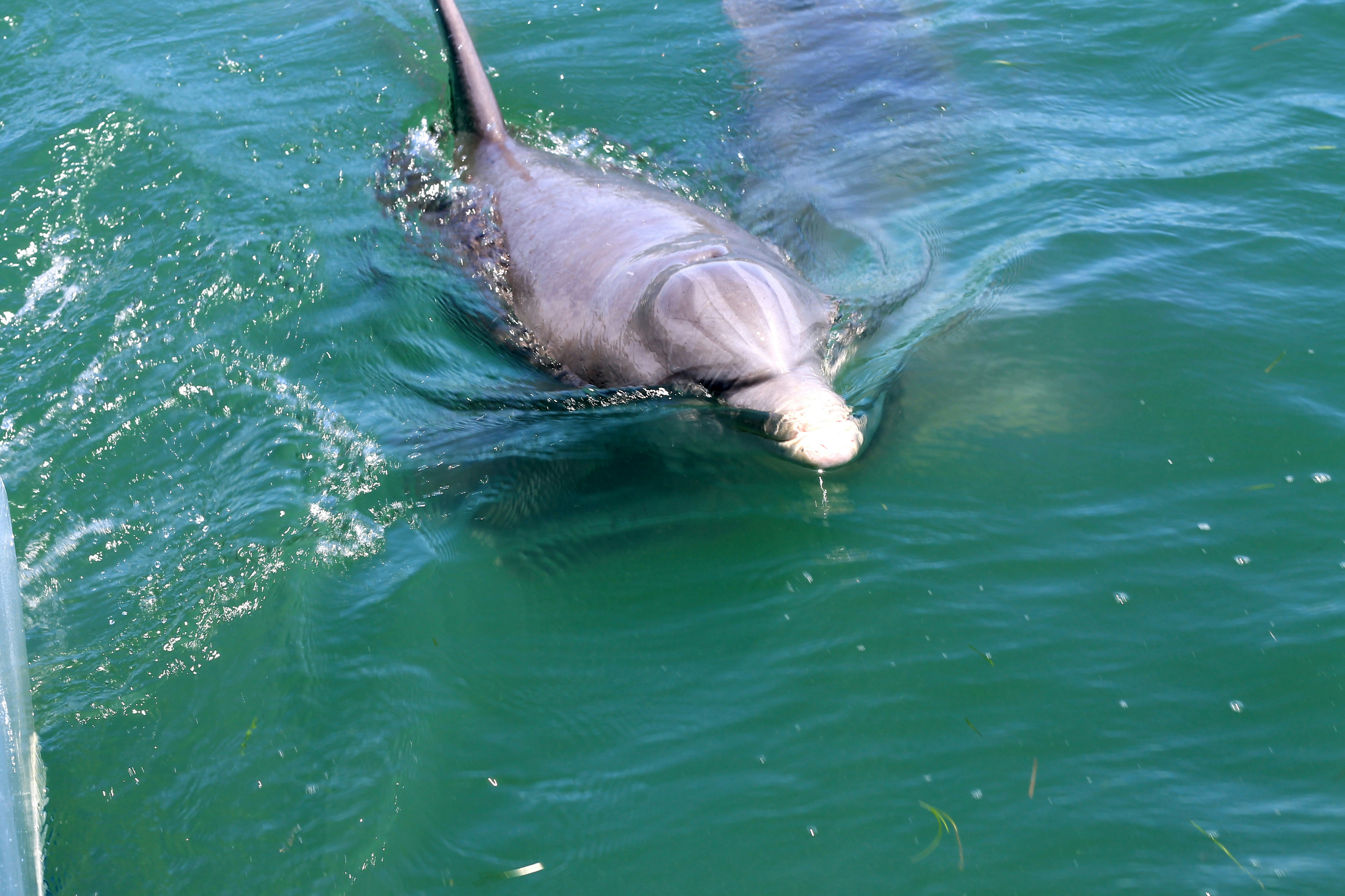 Dorsal Thrill: A Shallow Wake Near a Cresting Fin