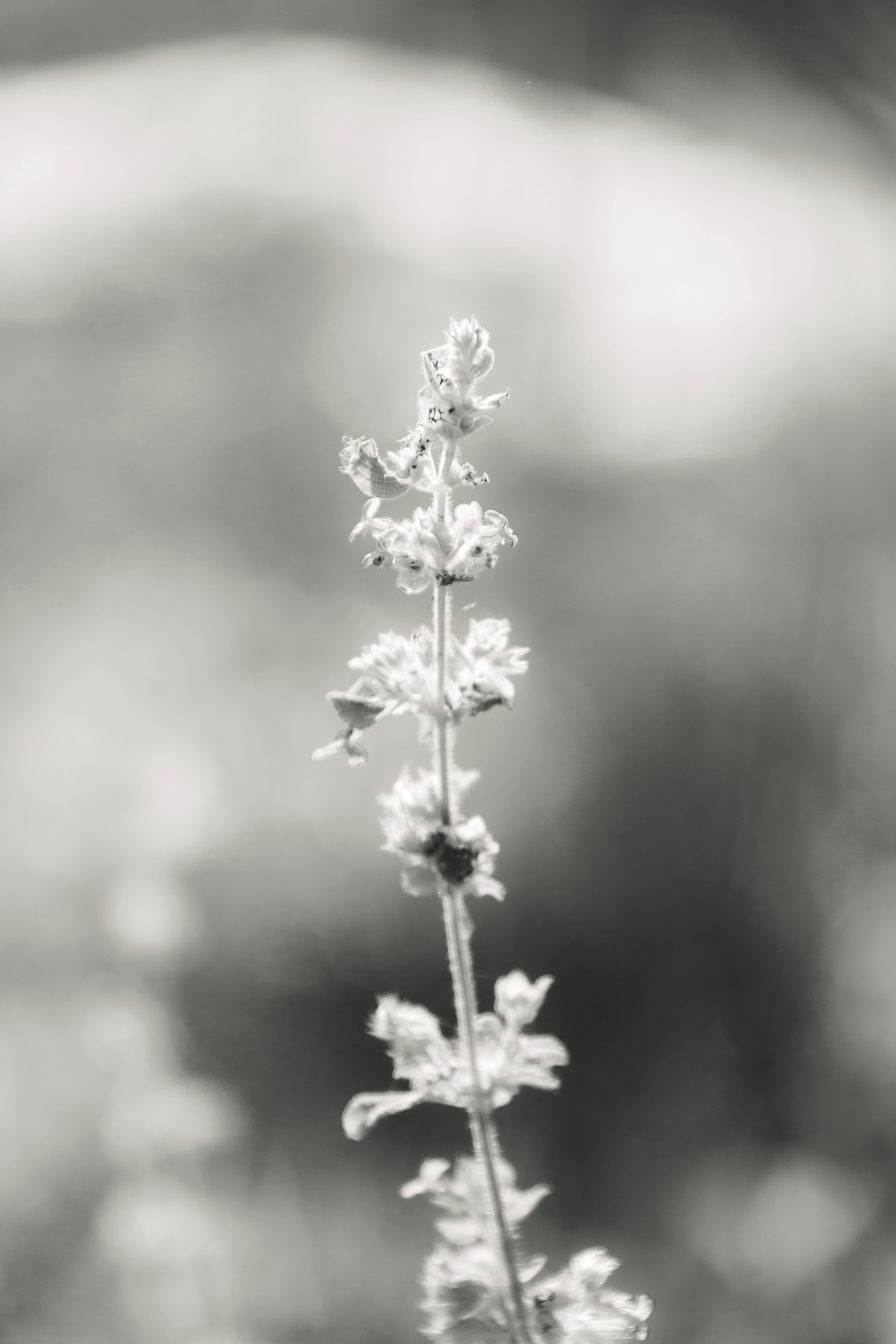 A solitary bloom in soft focus, captured in time