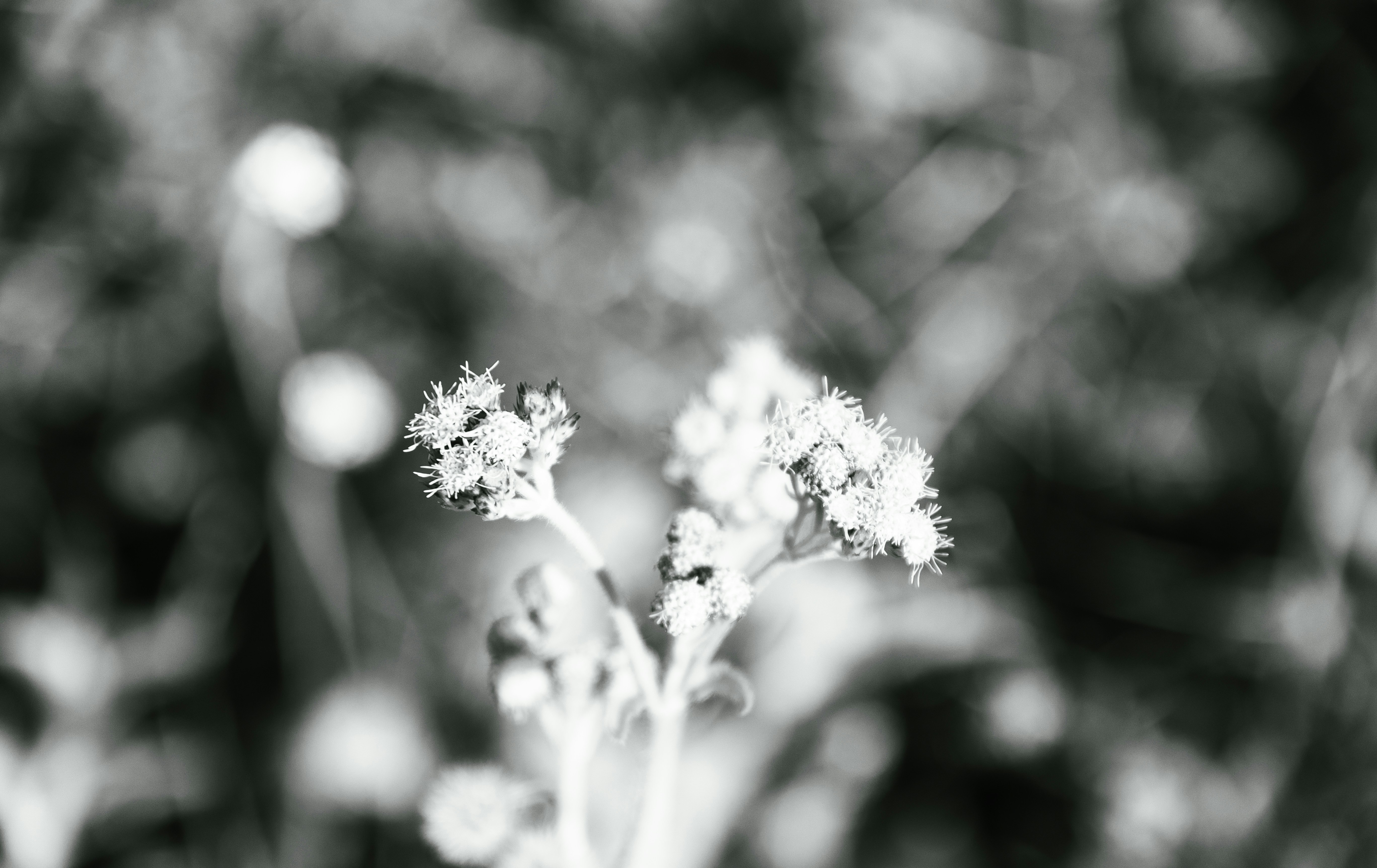 Soft Focus Bloom: A Quiet Moment of Wildflower in Blurred Light