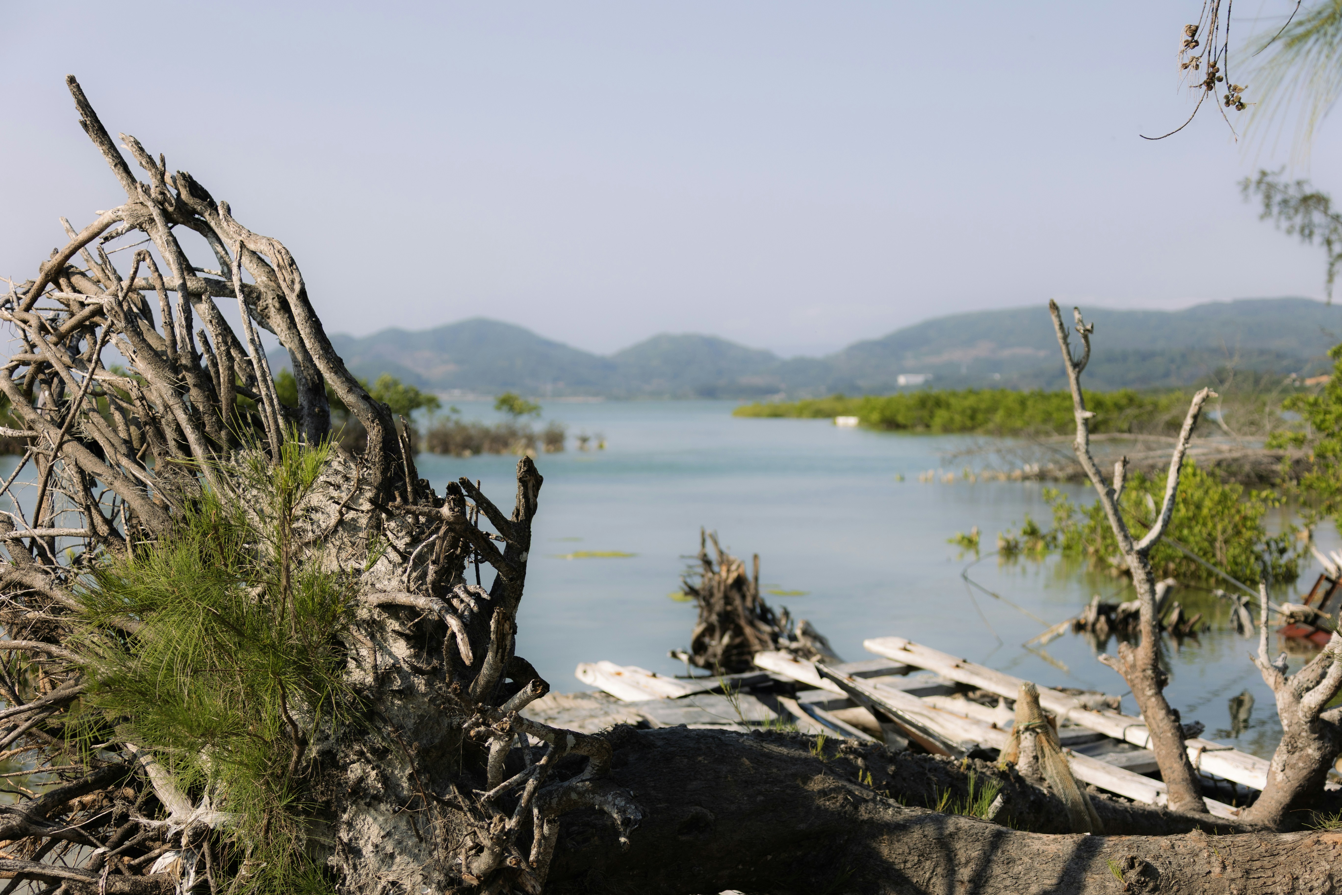 Driftwood Frame by a Sheltered Lagoon