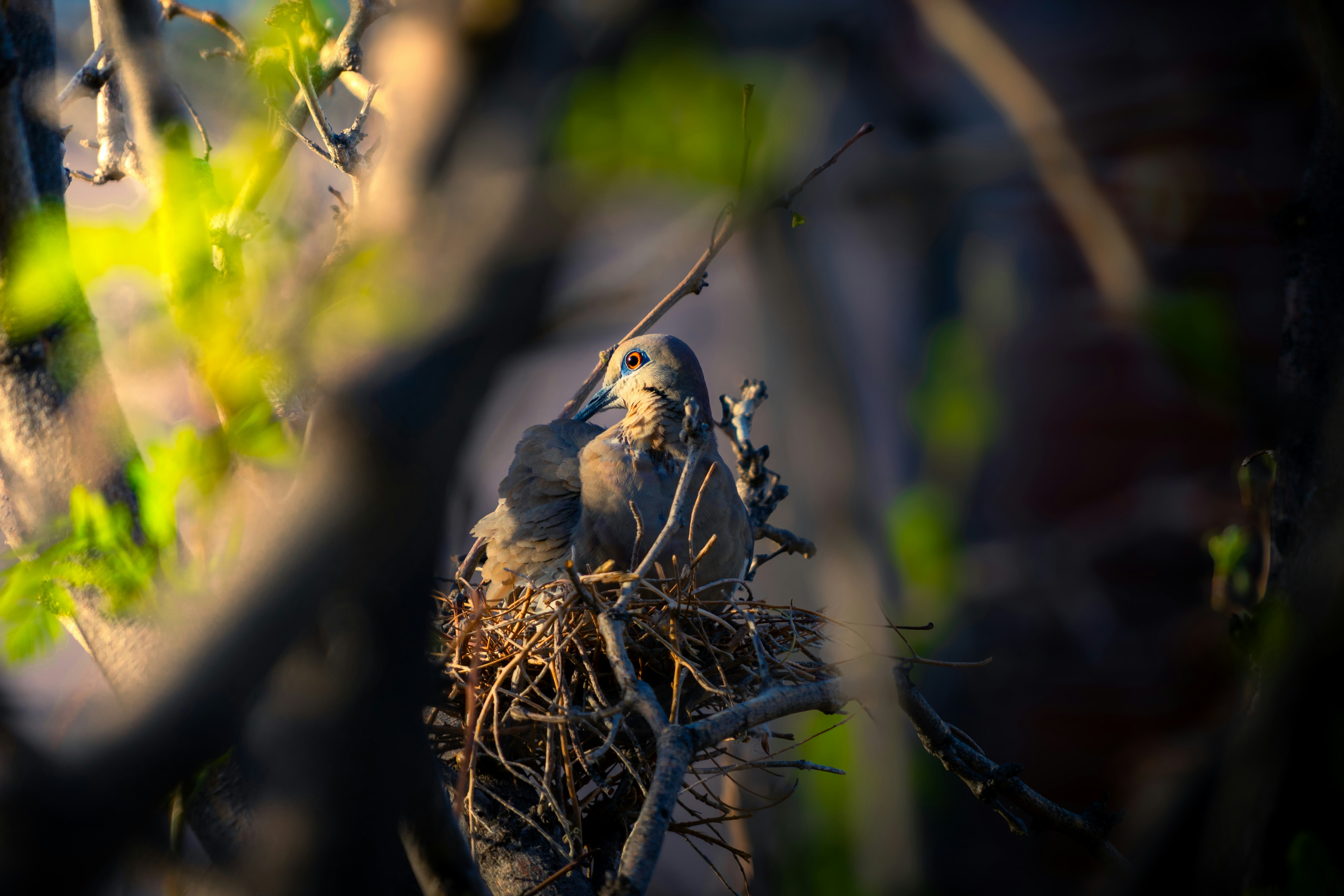 Nestling Watch: A Small Bird in Shadowed Briers