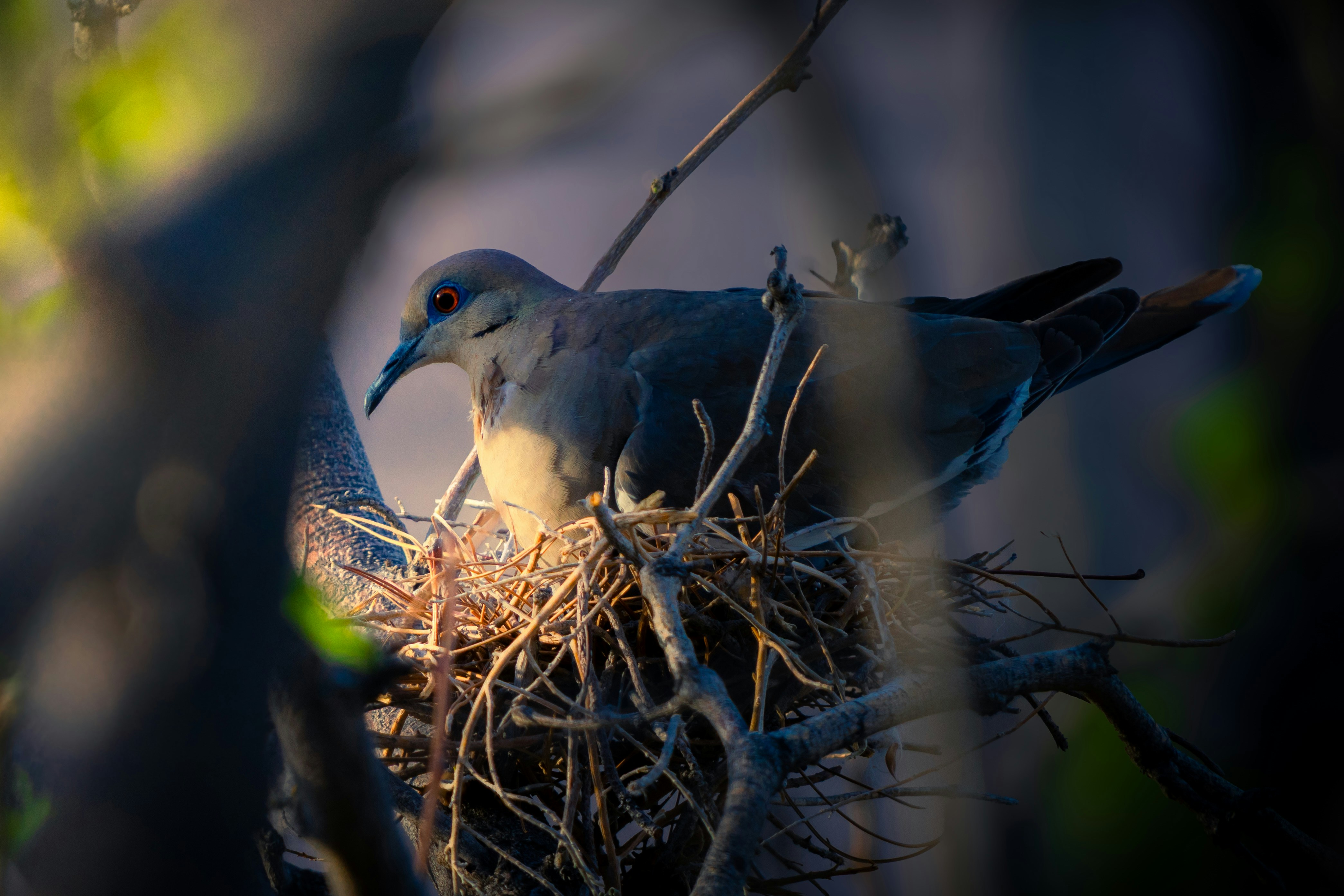 Blue Dove Nestling: Quiet Focus in Dappled Light