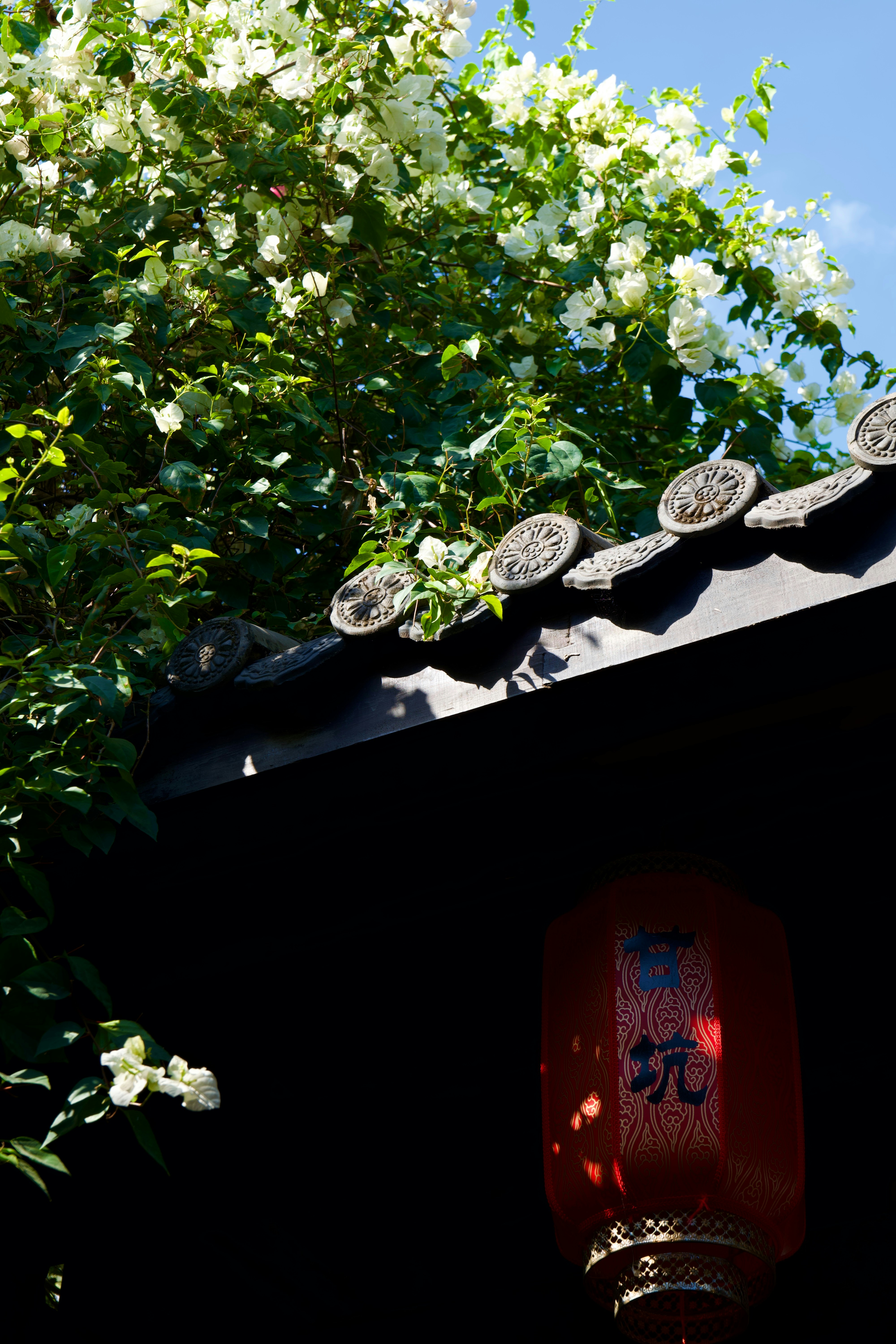 Crimson Lantern beneath Whispering Bougainvillea