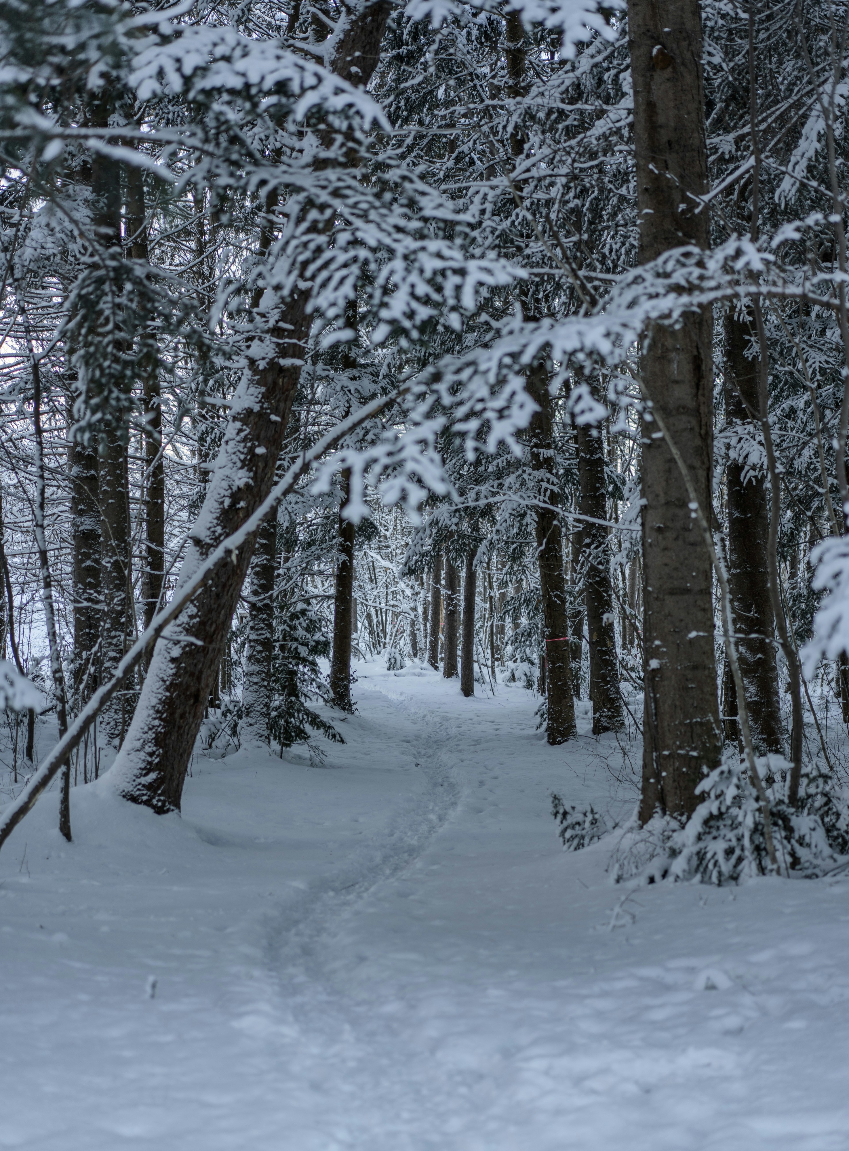 Snowbound Corridor: A Quiet Forest Path Through the Pines
